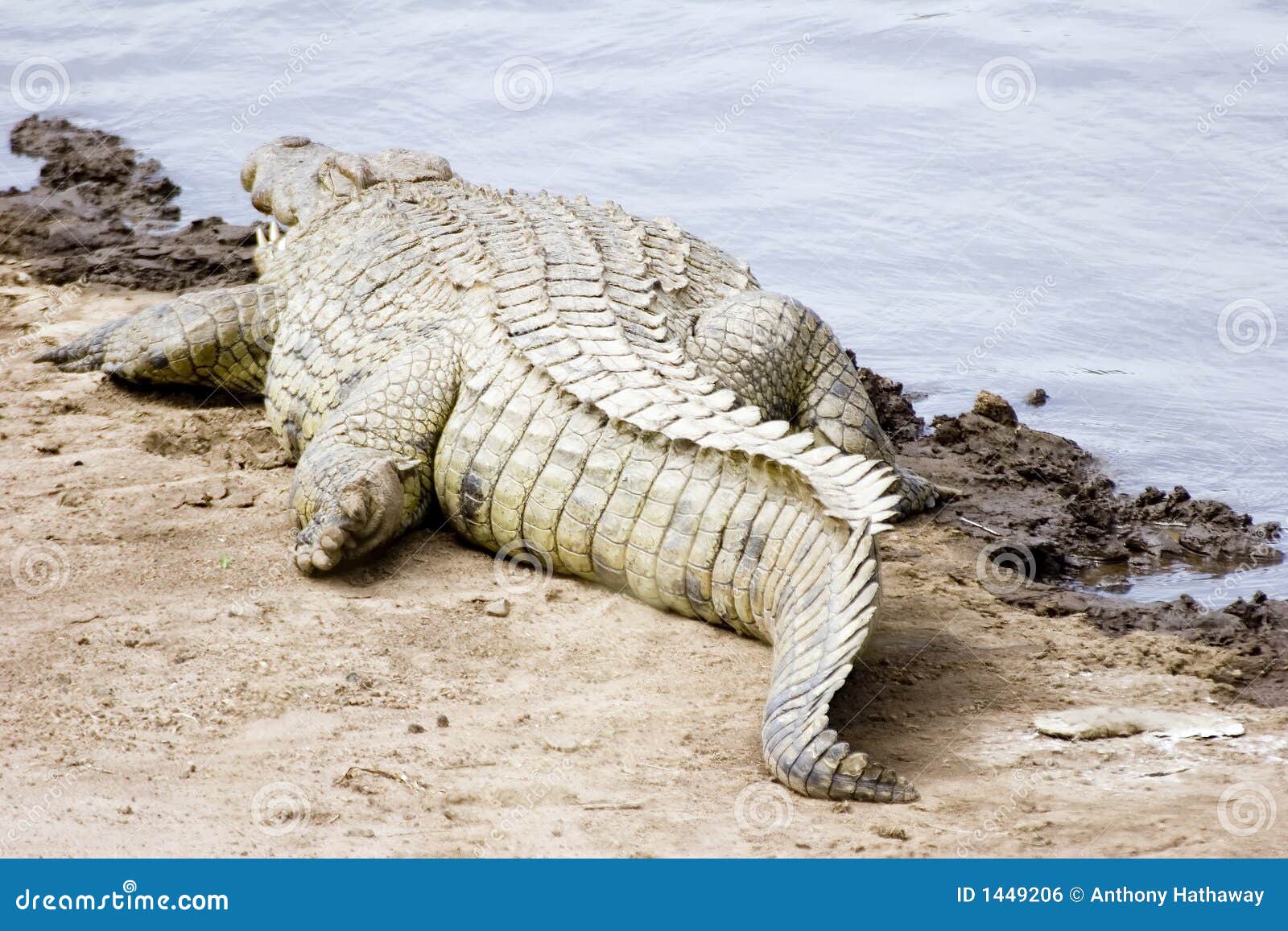 Crocadile stock photo. Image of river, primitive, amphibious - 1449206