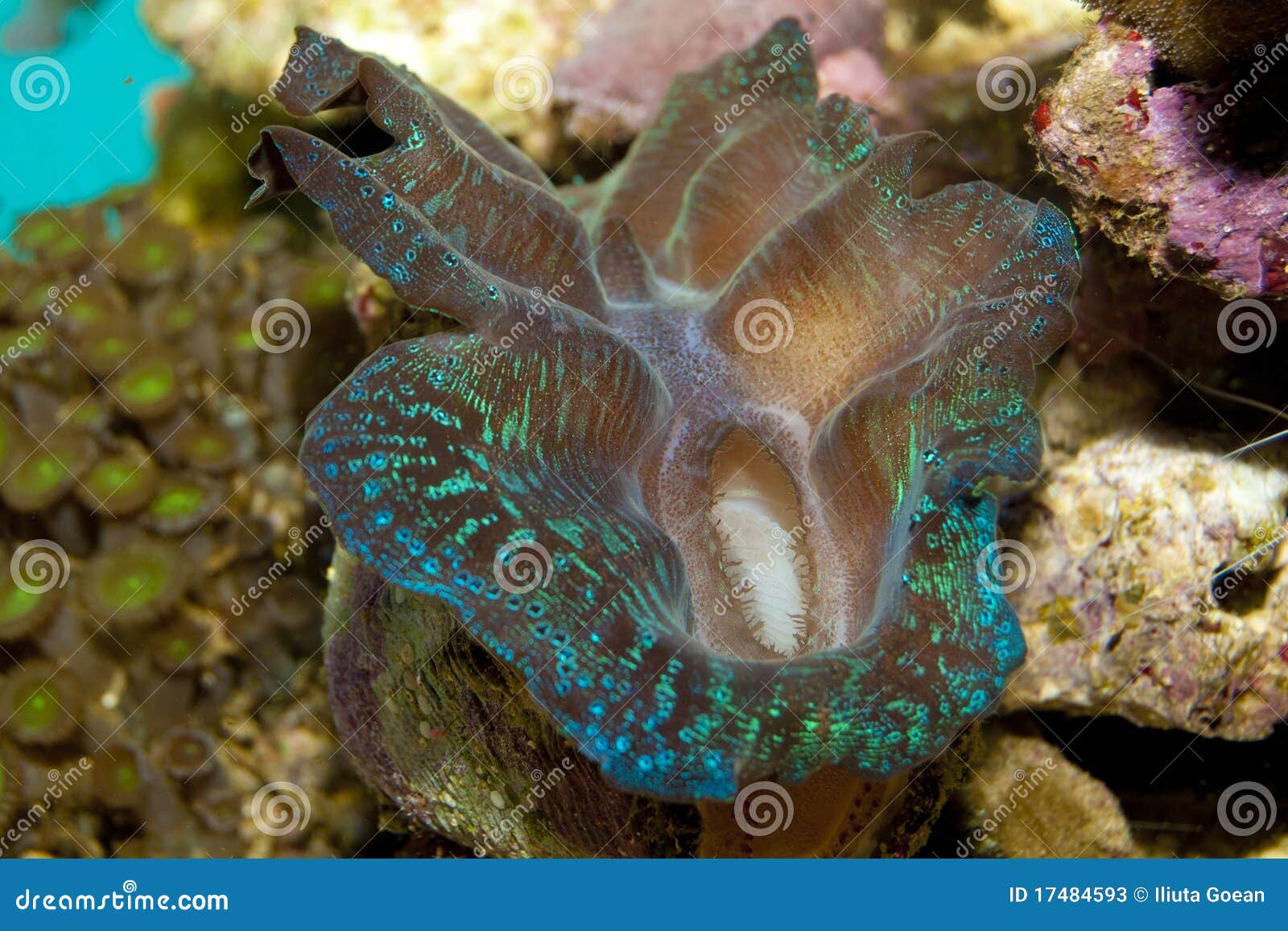 Crocea stock image. Image of aquarium, saltwater, coral - 17484593