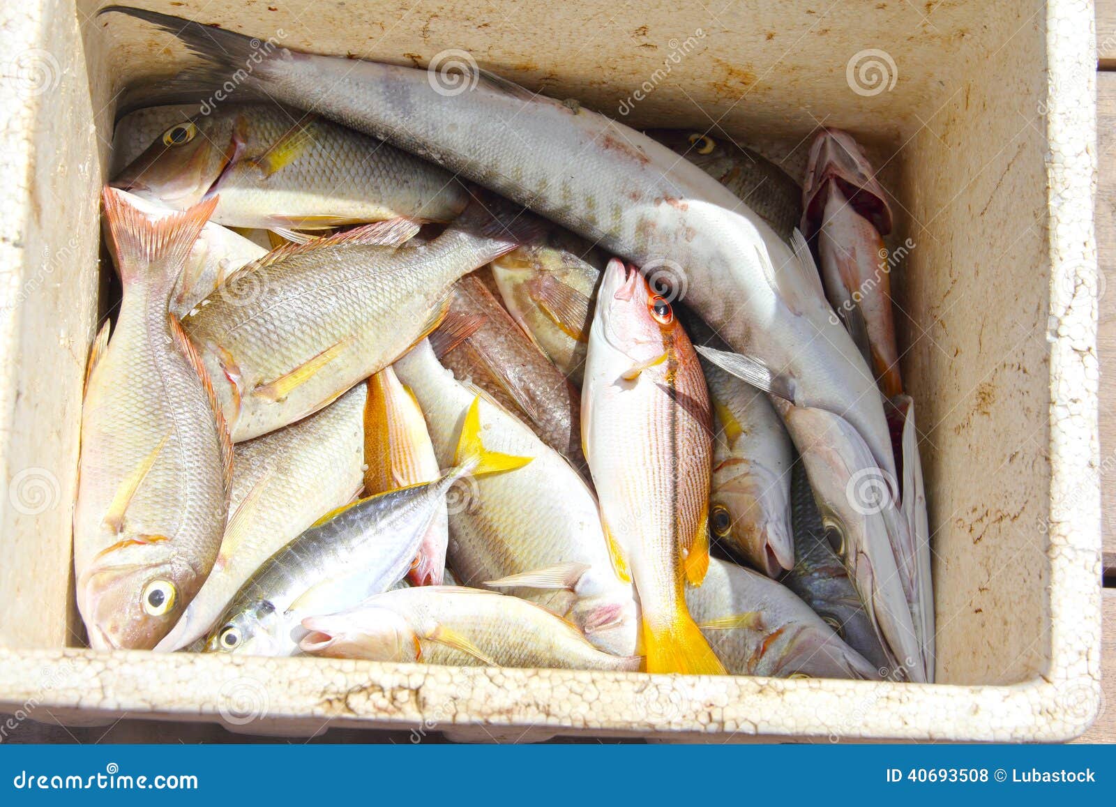 Crochet Des Poissons Tropicaux Photo stock - Image du détail, frais ...