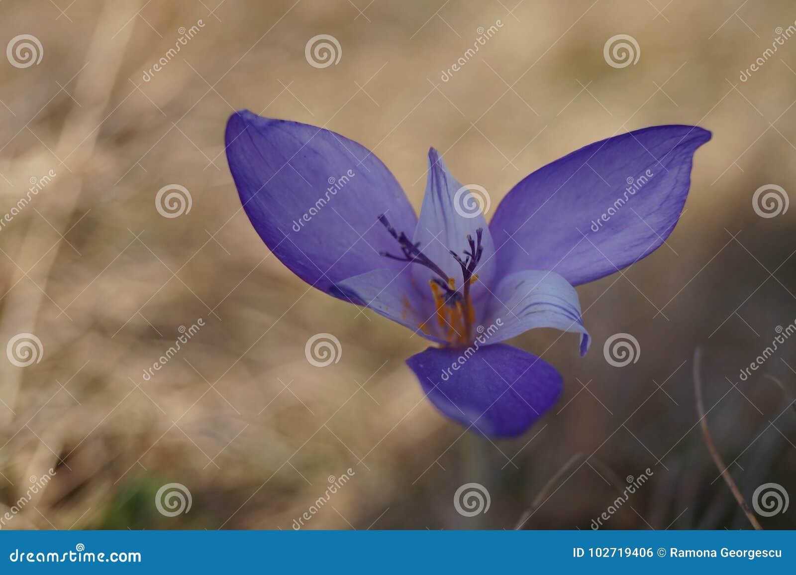 Crociris, Crocus banaticus stock photo. Image of crocus - 102719406
