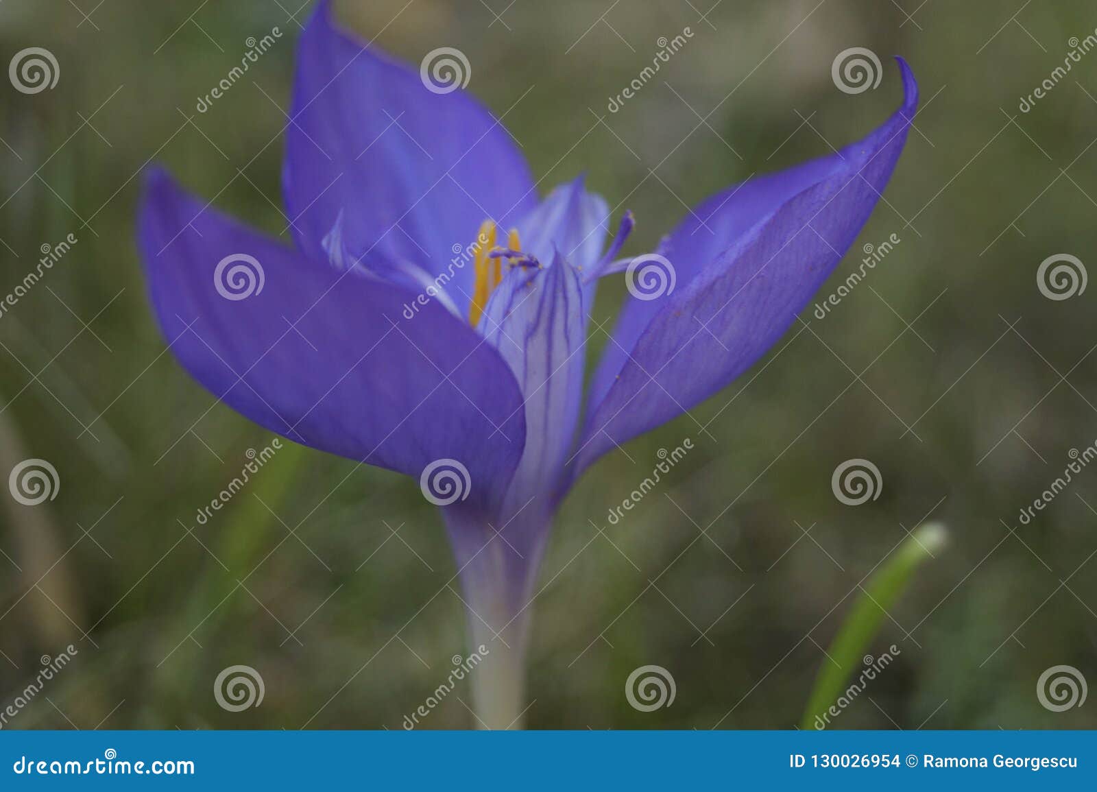 Crociris, Crocus banaticus stock photo. Image of botany - 130026954