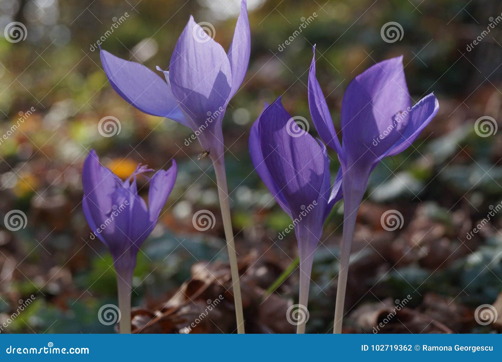 Crociris, Crocus banaticus stock photo. Image of uncultivated - 102719362