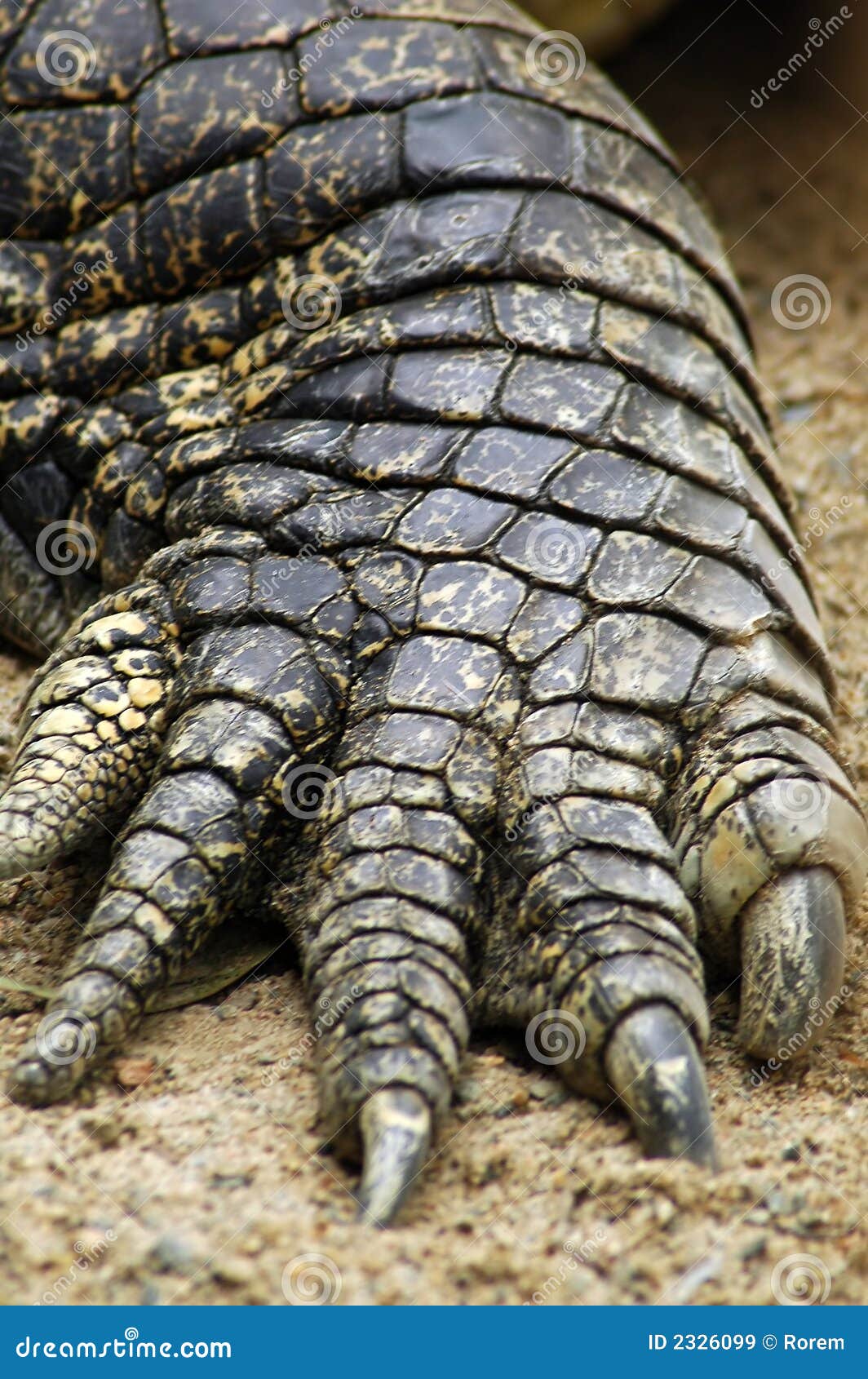 Crock leg detail stock image. Image of swamp, teeth, dangerous - 2326099