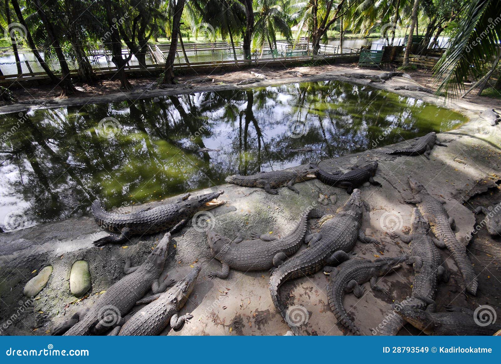 Crocodil farm stock image. Image of mara, botswana, safari - 28793549