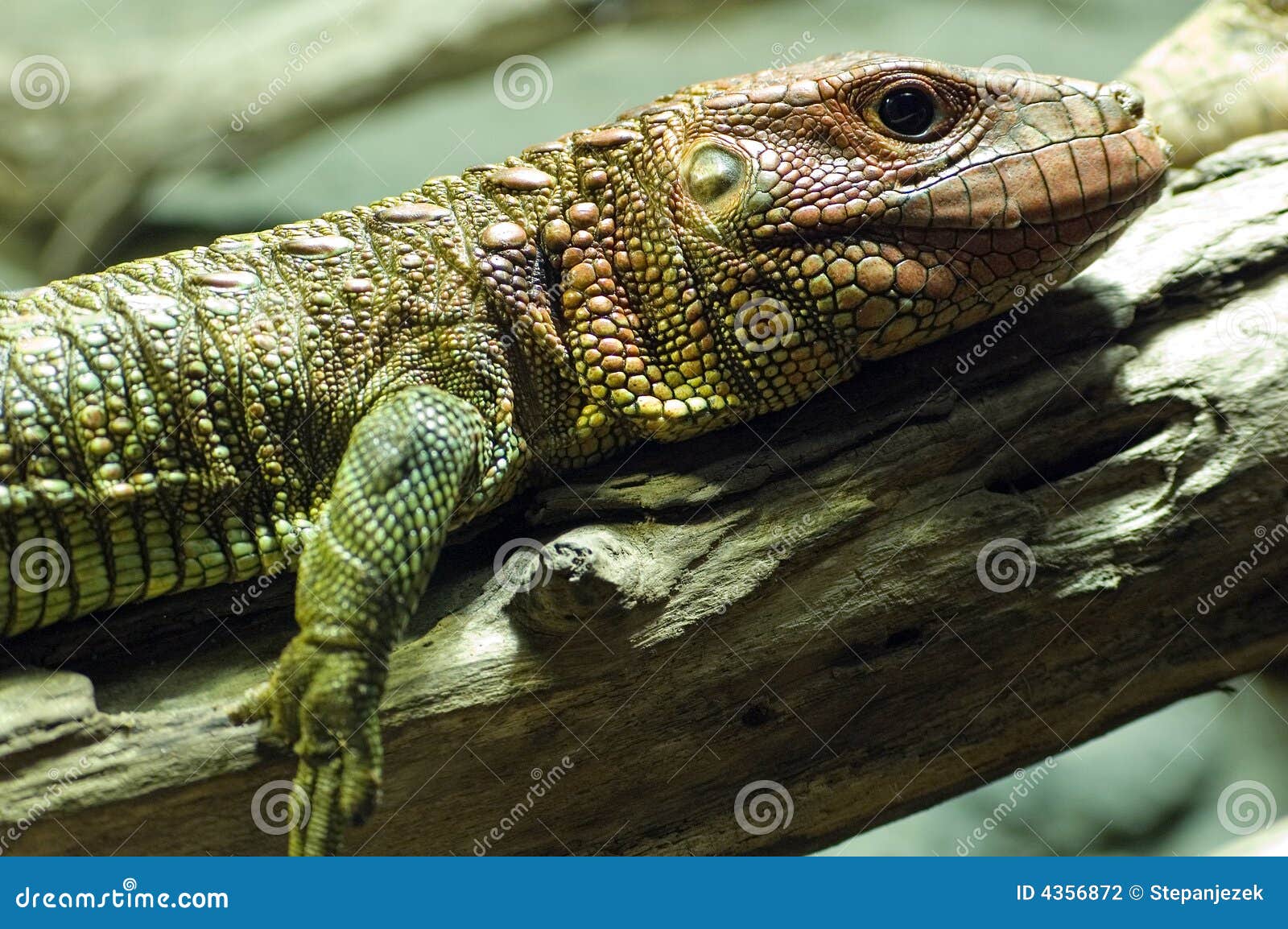 Crocodil-teju foto de archivo. Imagen de verde, animal - 4356872