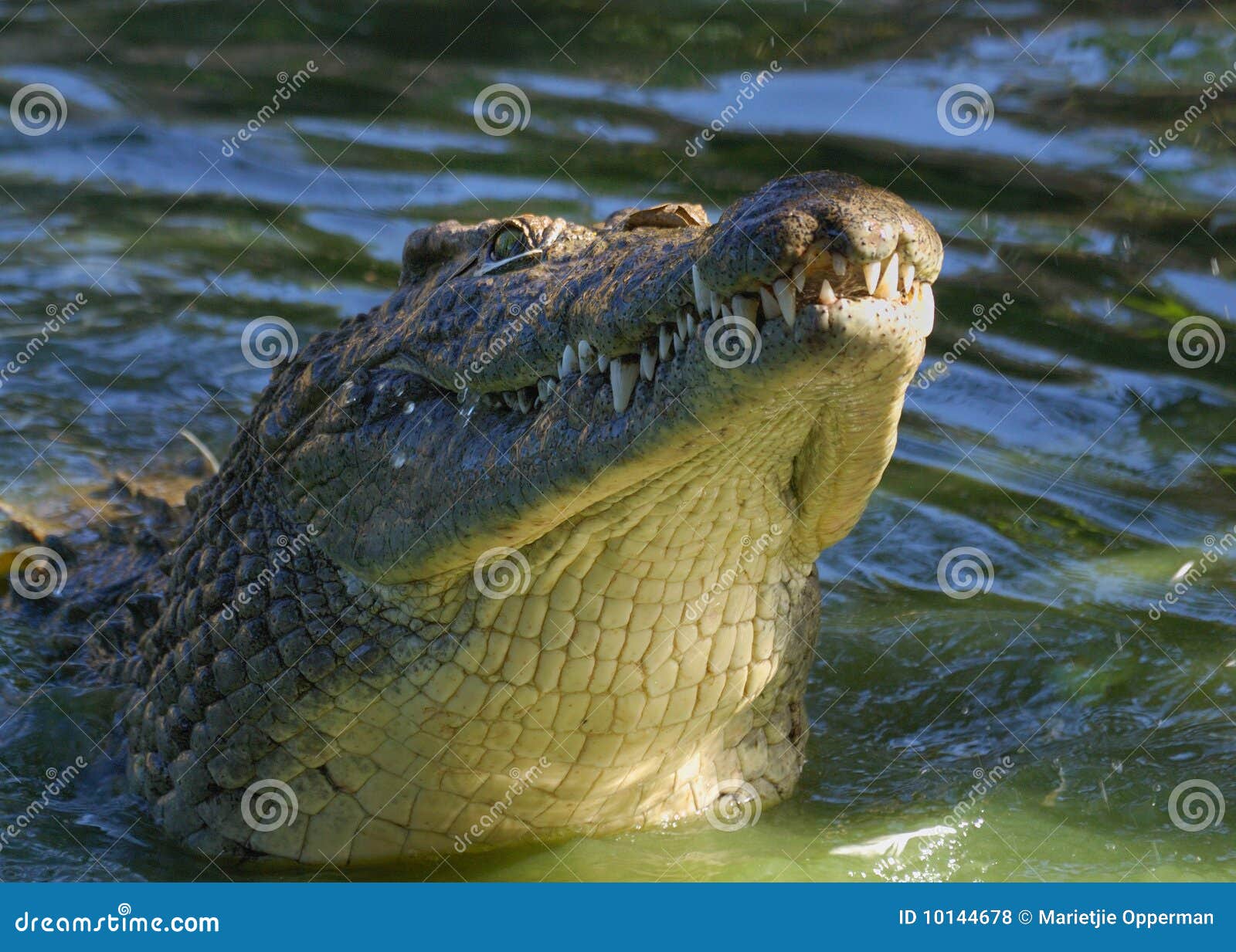 Crocodile stock photo. Image of slithery, creature, croc - 10144678