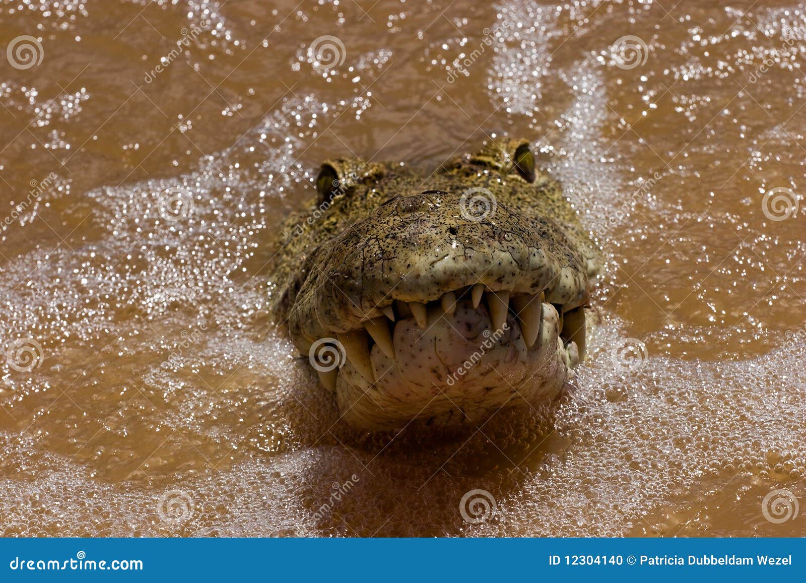 Crocodile stock photo. Image of monster, fear, southern - 12304140