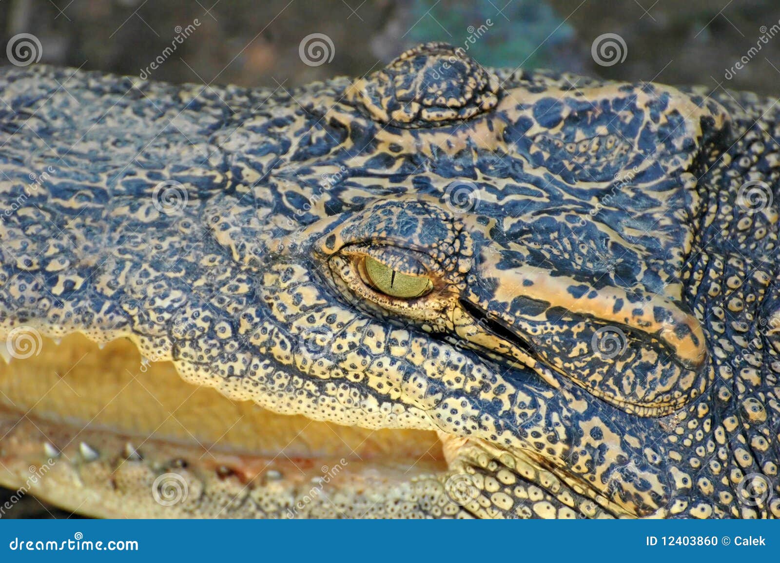 Crocodile stock photo. Image of anger, dangerous, risk - 12403860