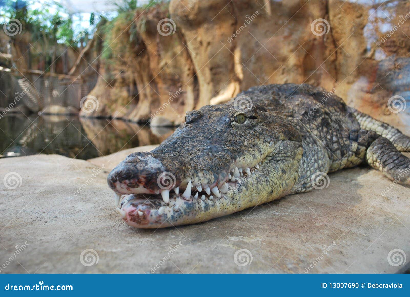 Crocodile stock photo. Image of tooth, crocodile, meal - 13007690