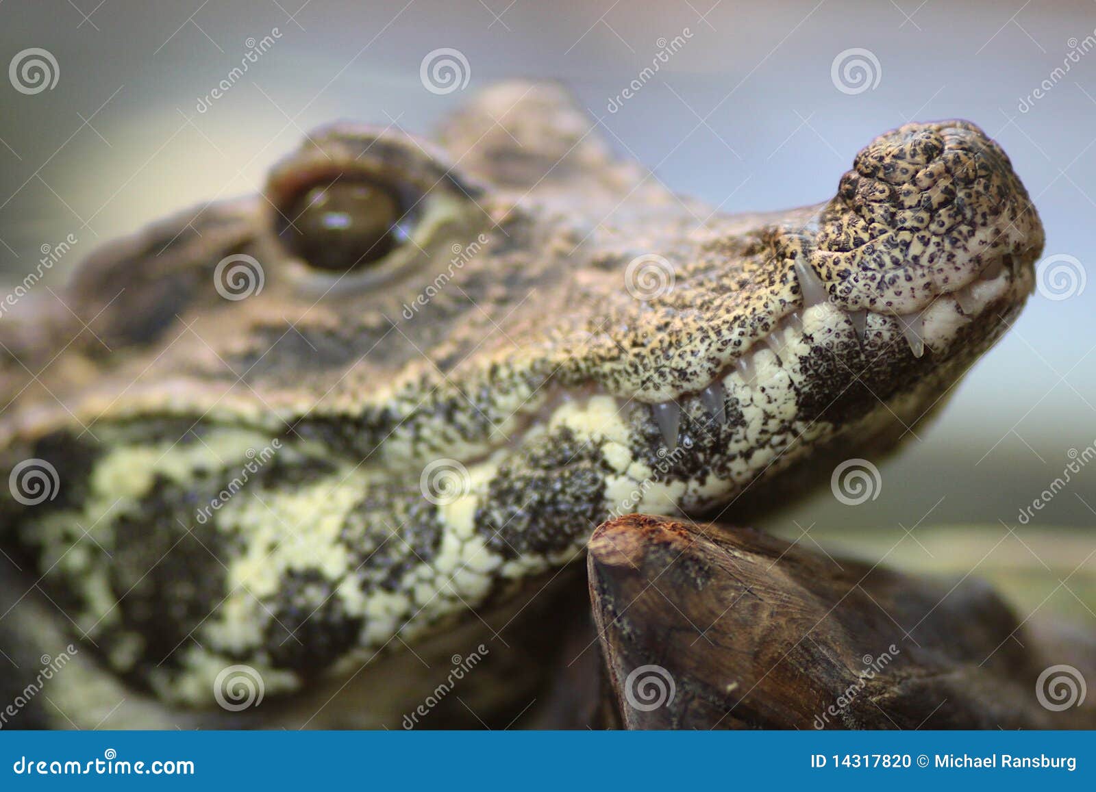 Crocodile stock photo. Image of large, alligator, frog - 14317820