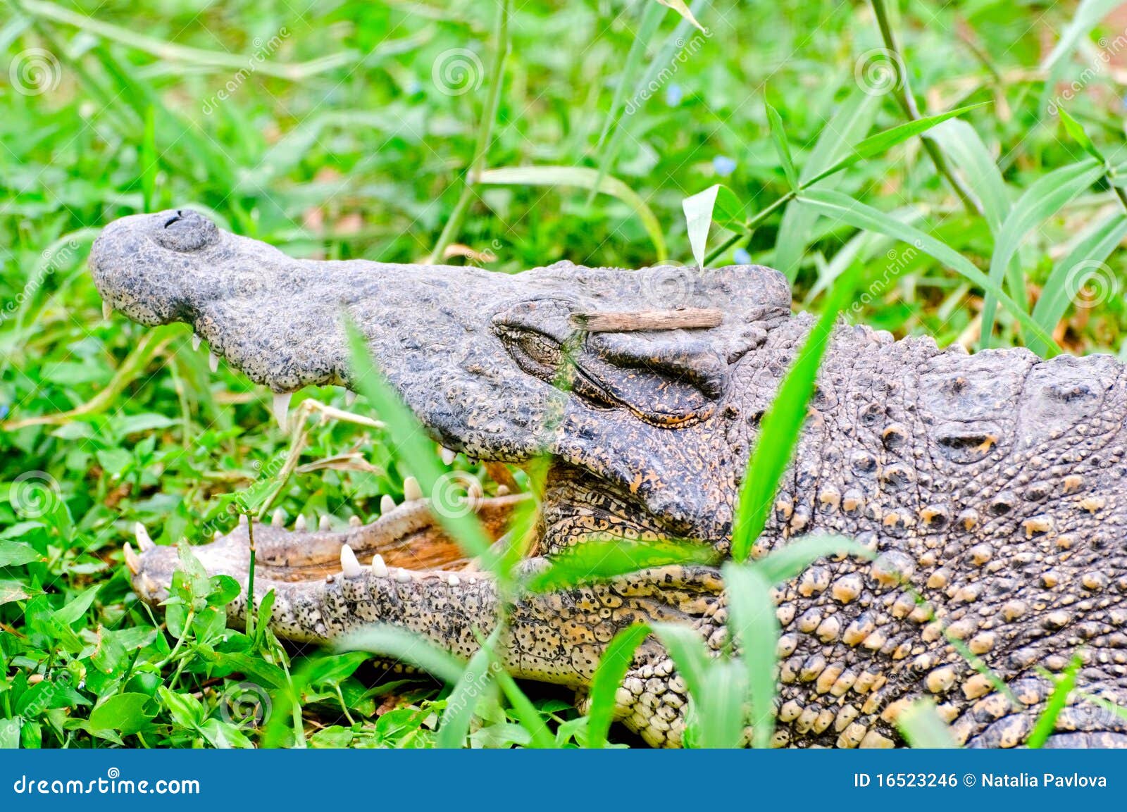 Crocodile stock photo. Image of travel, rare, crocodile - 16523246
