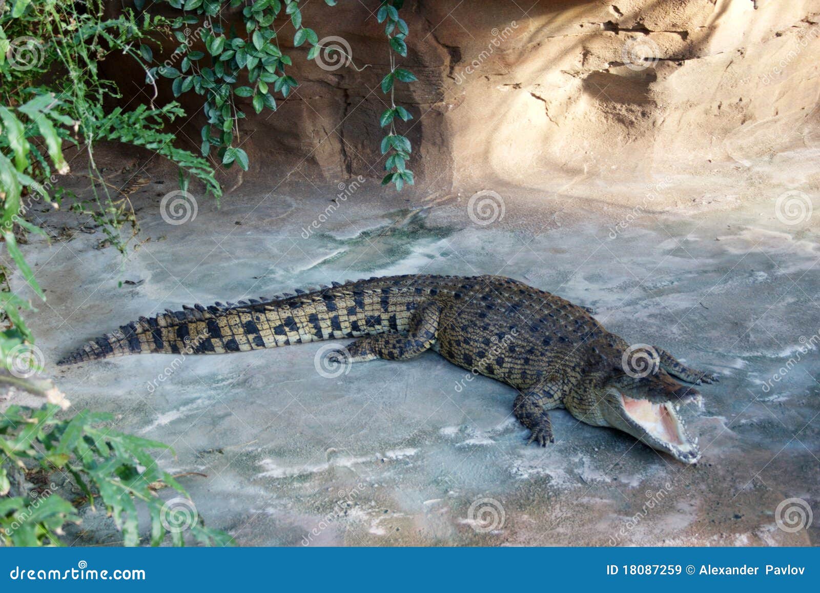 Crocodile stock image. Image of animal, earth, deeply - 18087259