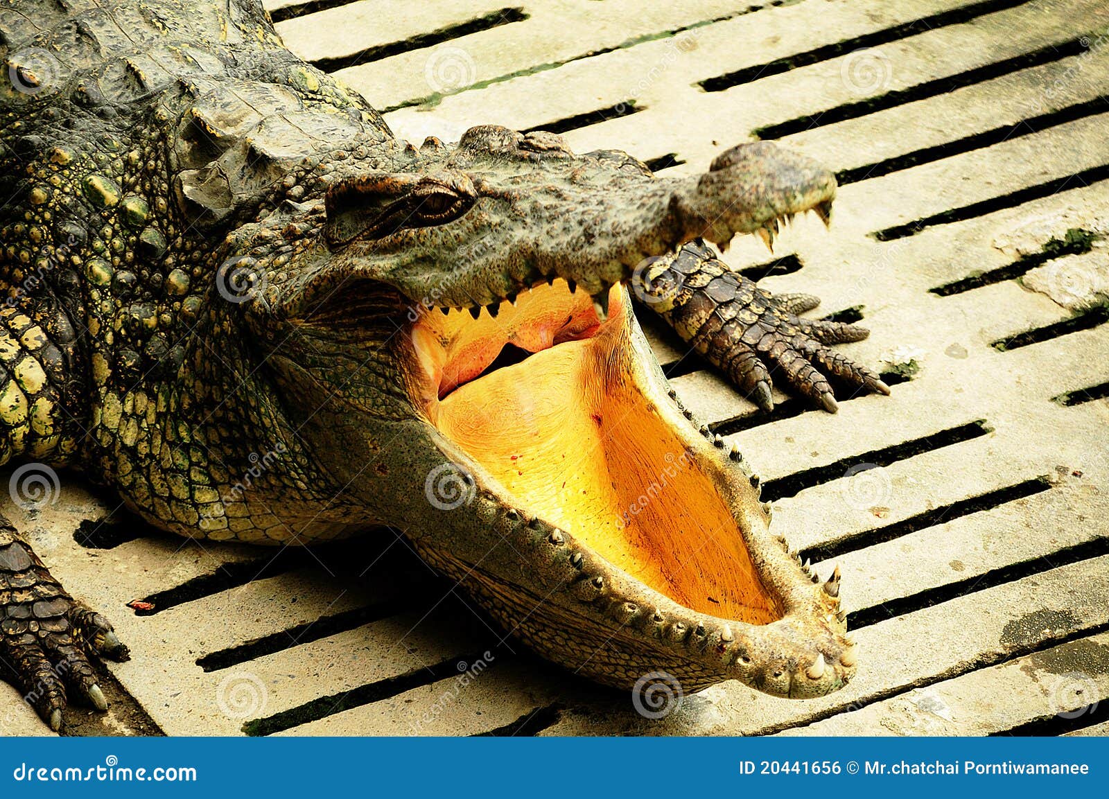 Crocodile stock photo. Image of relax, mouth, light, crocodile - 20441656