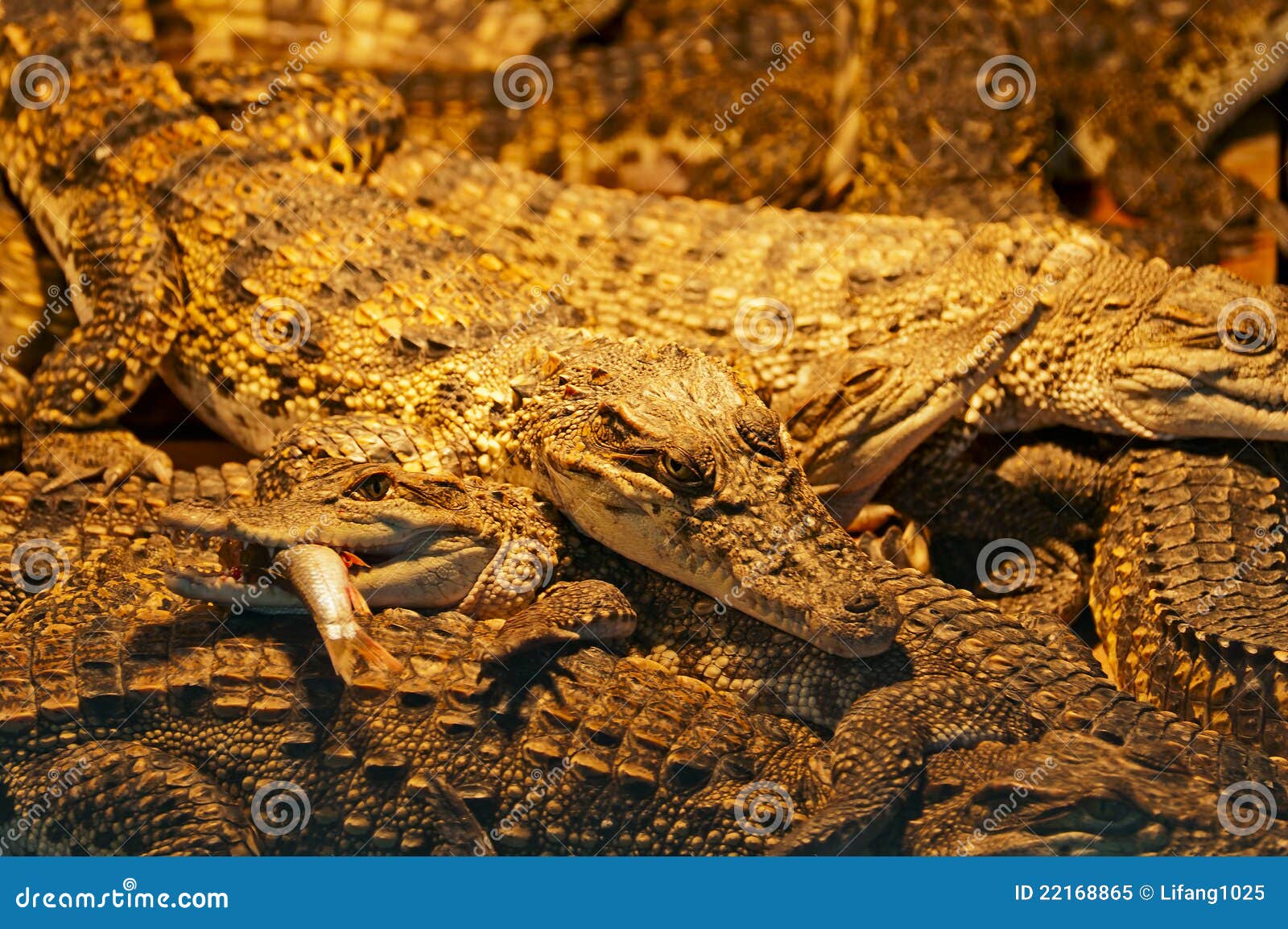 Crocodile stock image. Image of wildlife, gator, tropical - 22168865