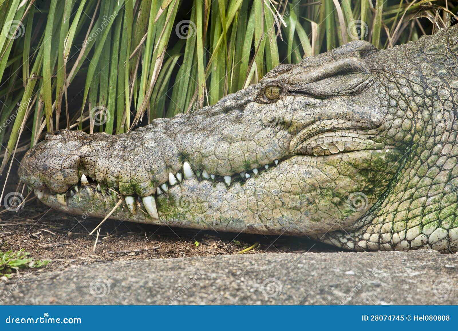 Head of Huge Crocodile with Spiky Teeth Stock Image - Image of mouth ...
