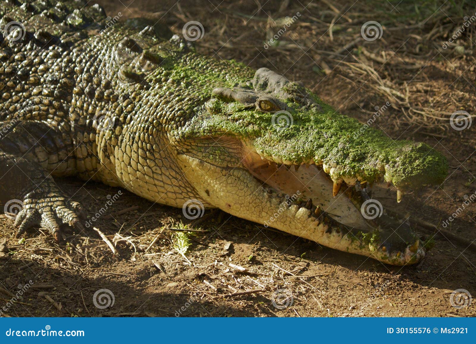 Broome Crocodile Stock Photos - Free & Royalty-Free Stock Photos from ...