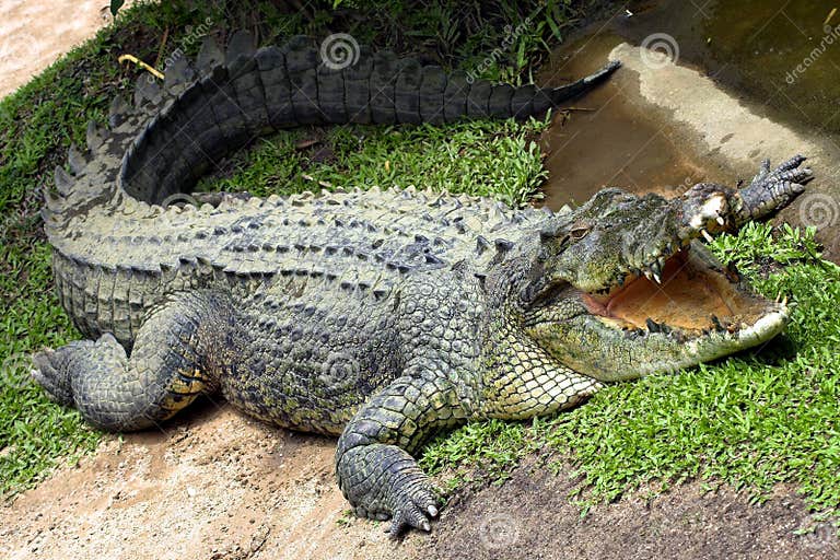Crocodile stock image. Image of crocodile, reptile, massive - 389233
