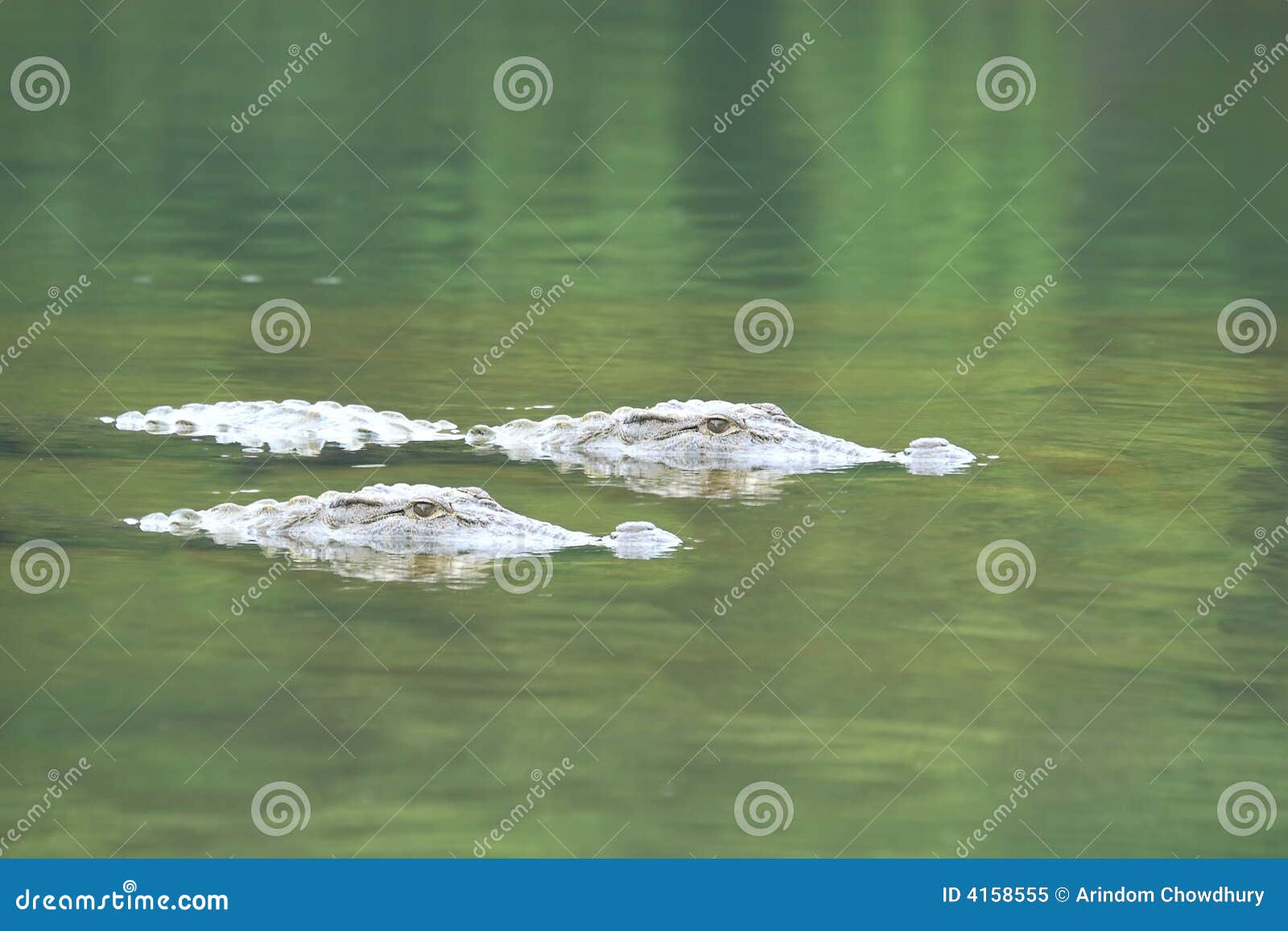 Crocodile stock image. Image of danger, floating, aquatic - 4158555