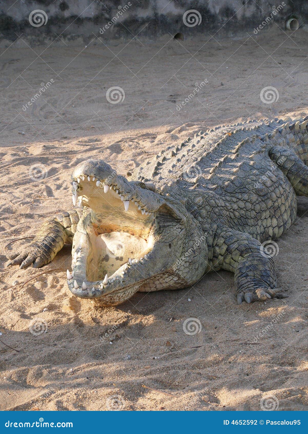 Crocodile With Wide Open Mouth In The Pond Royalty-Free Stock Photo ...