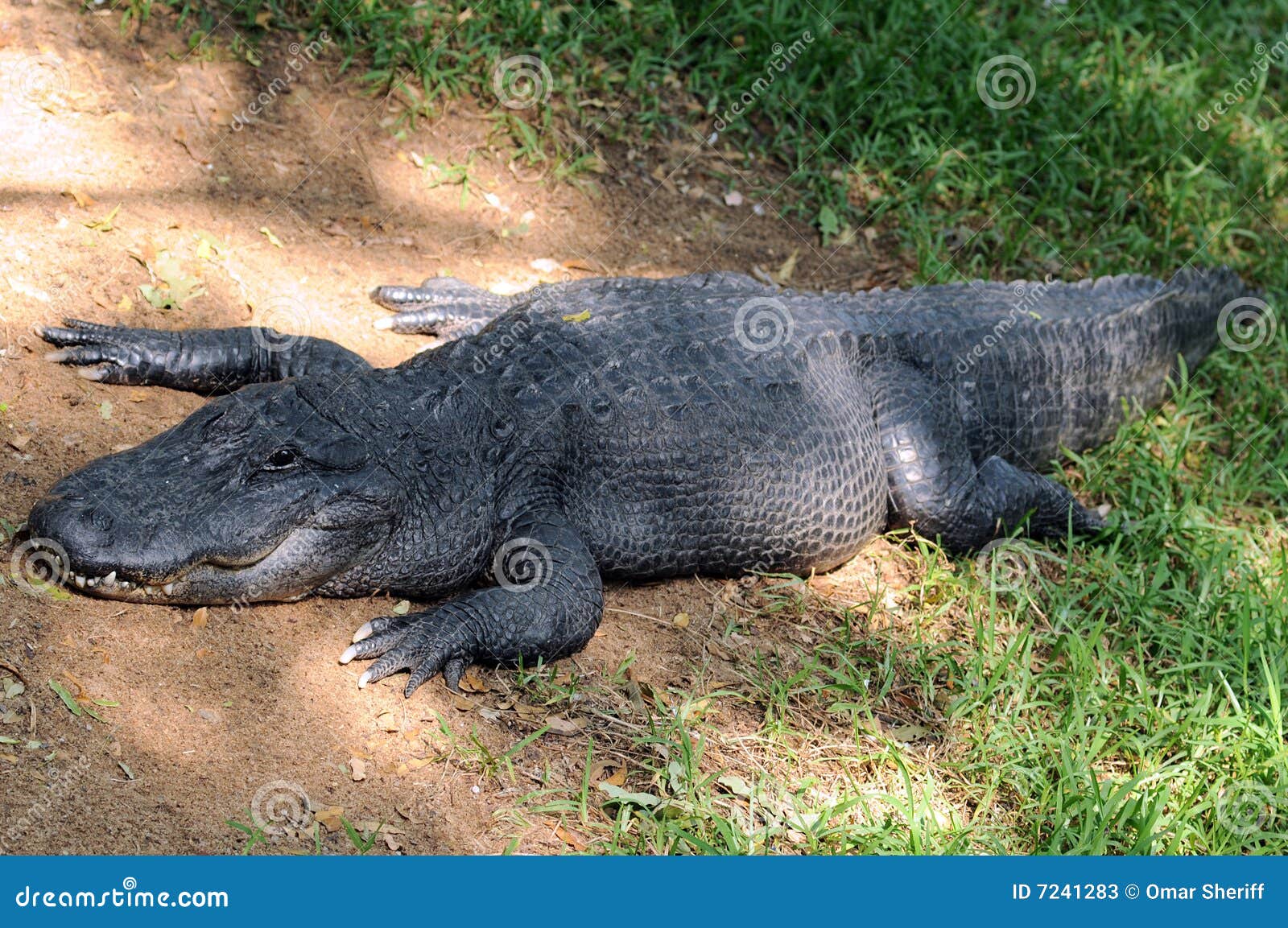 Crocodile stock image. Image of aligator, green, teeth - 7241283