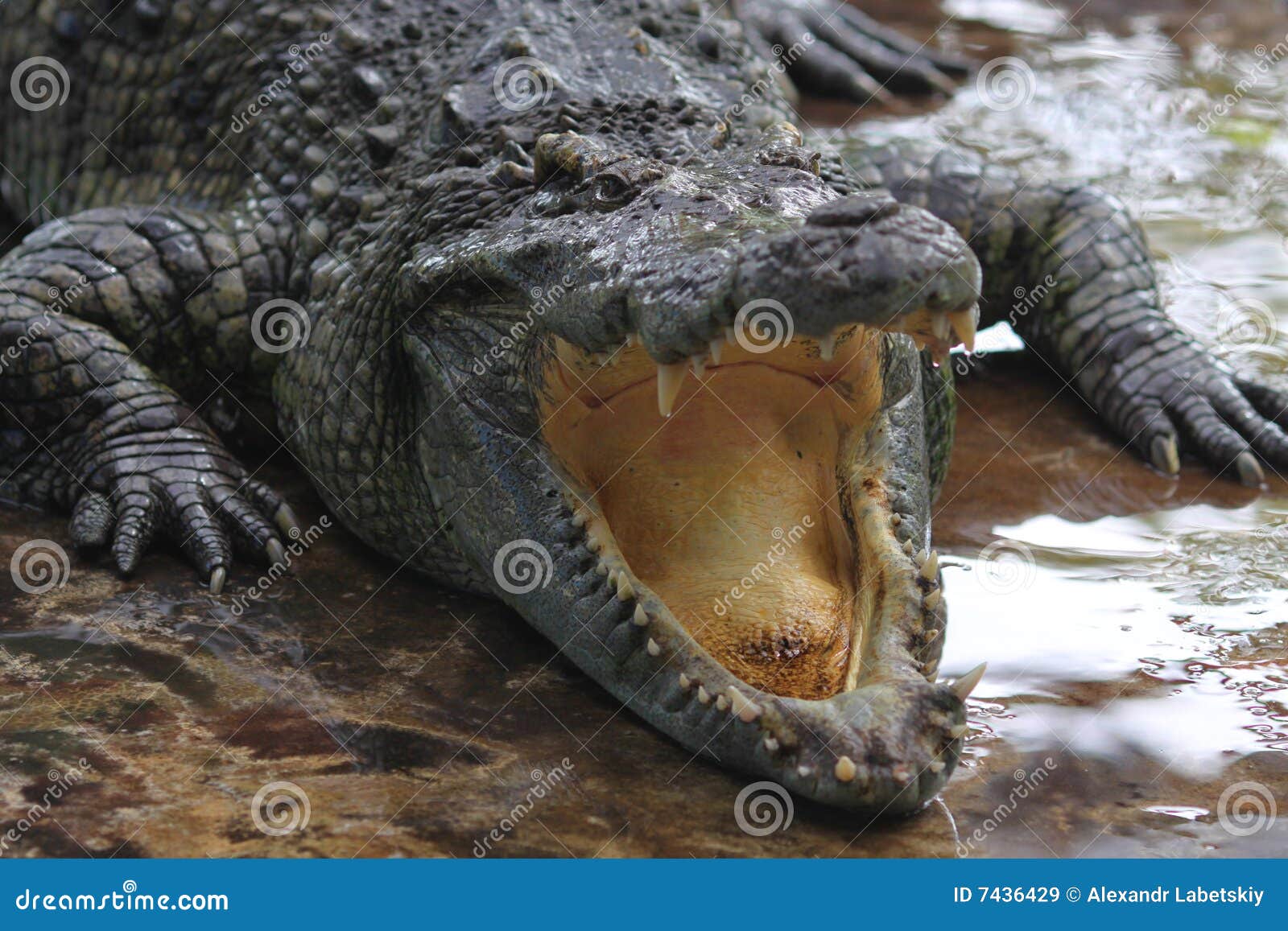 Crocodile stock image. Image of horror, wild, swamp, close - 7436429