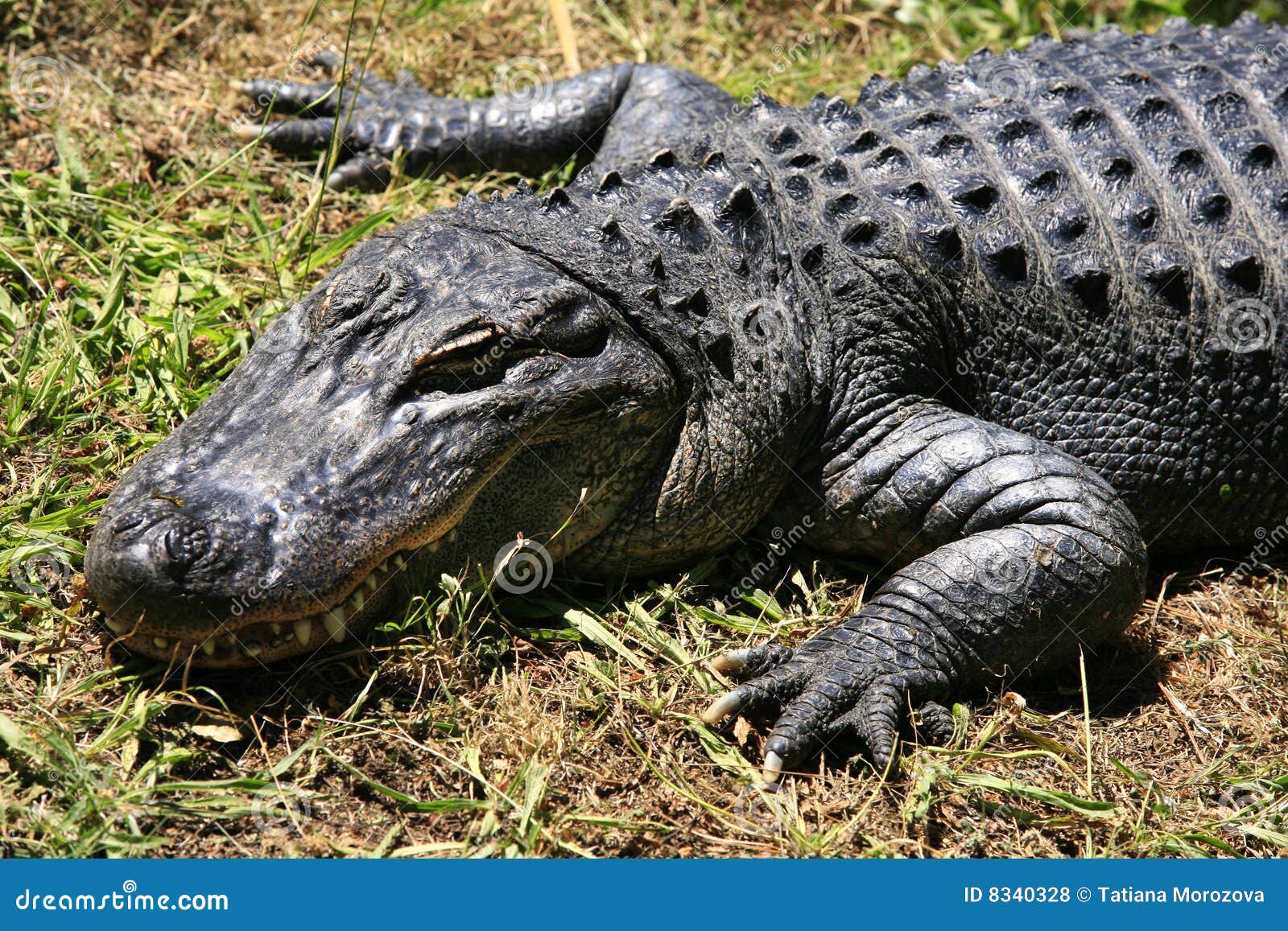 Horned Crocodile Stock Photos - Free & Royalty-Free Stock Photos from ...