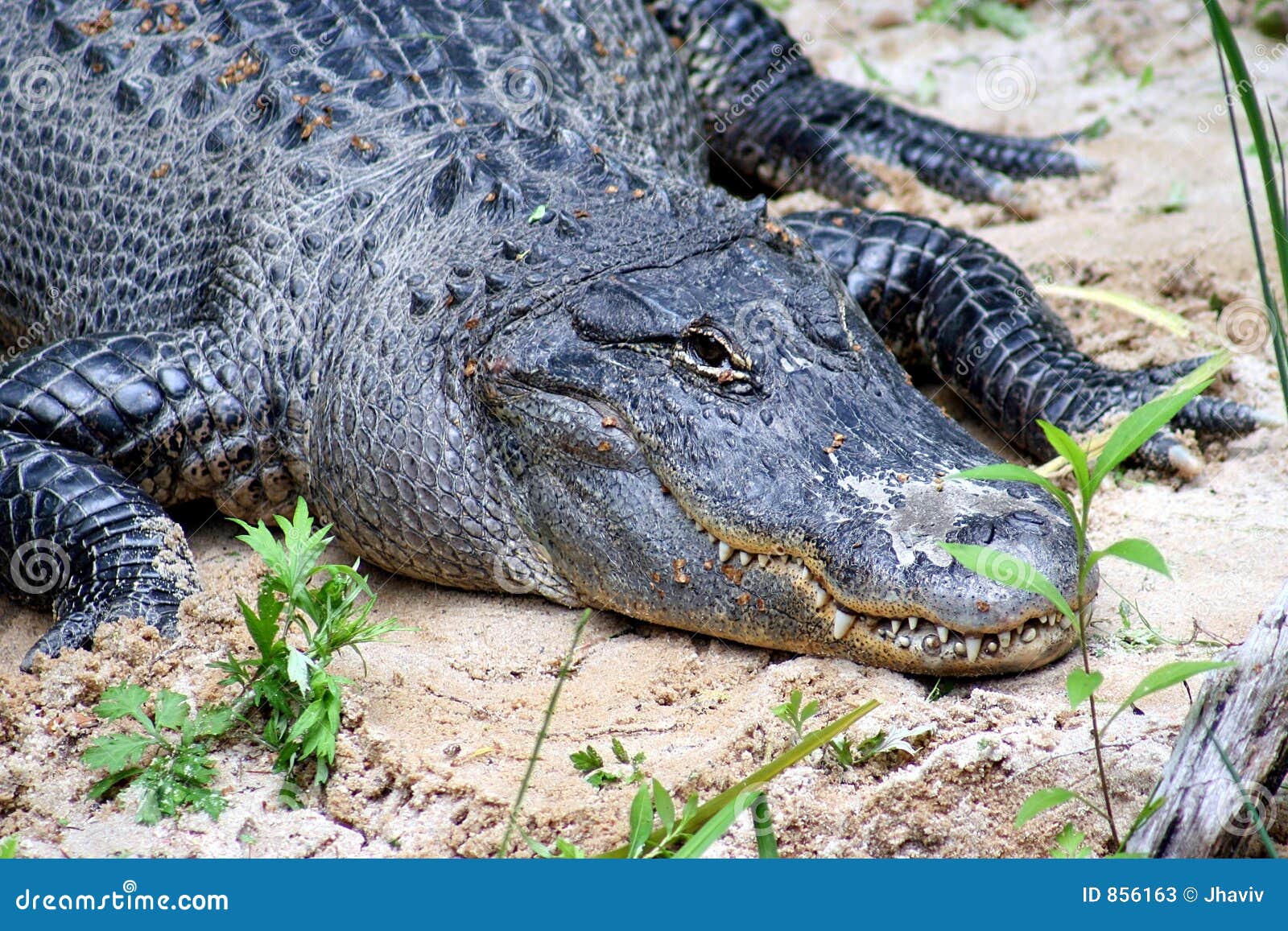 Crocodile stock image. Image of anxiety, nature, crocs - 856163