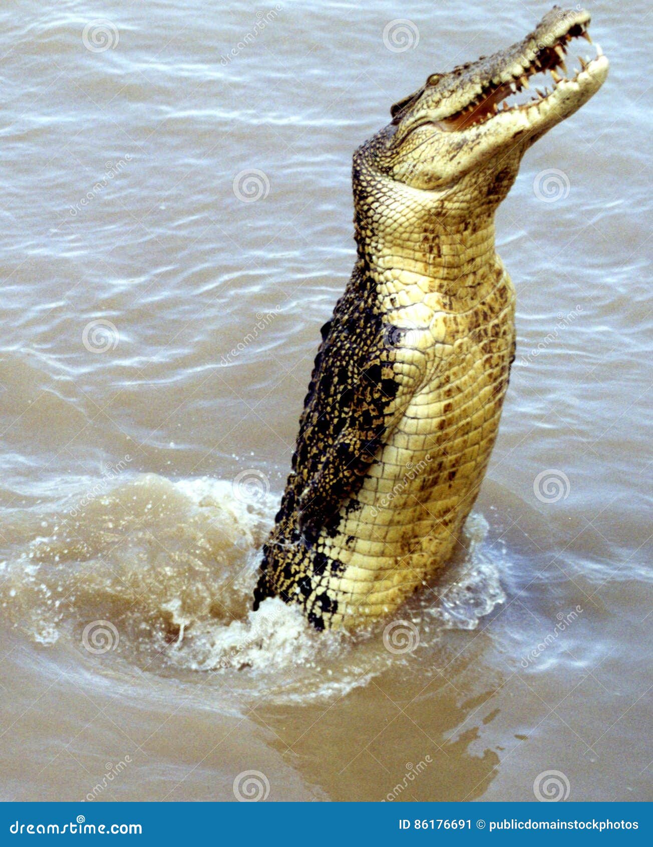 Crocodile Picture. Image: 86176691