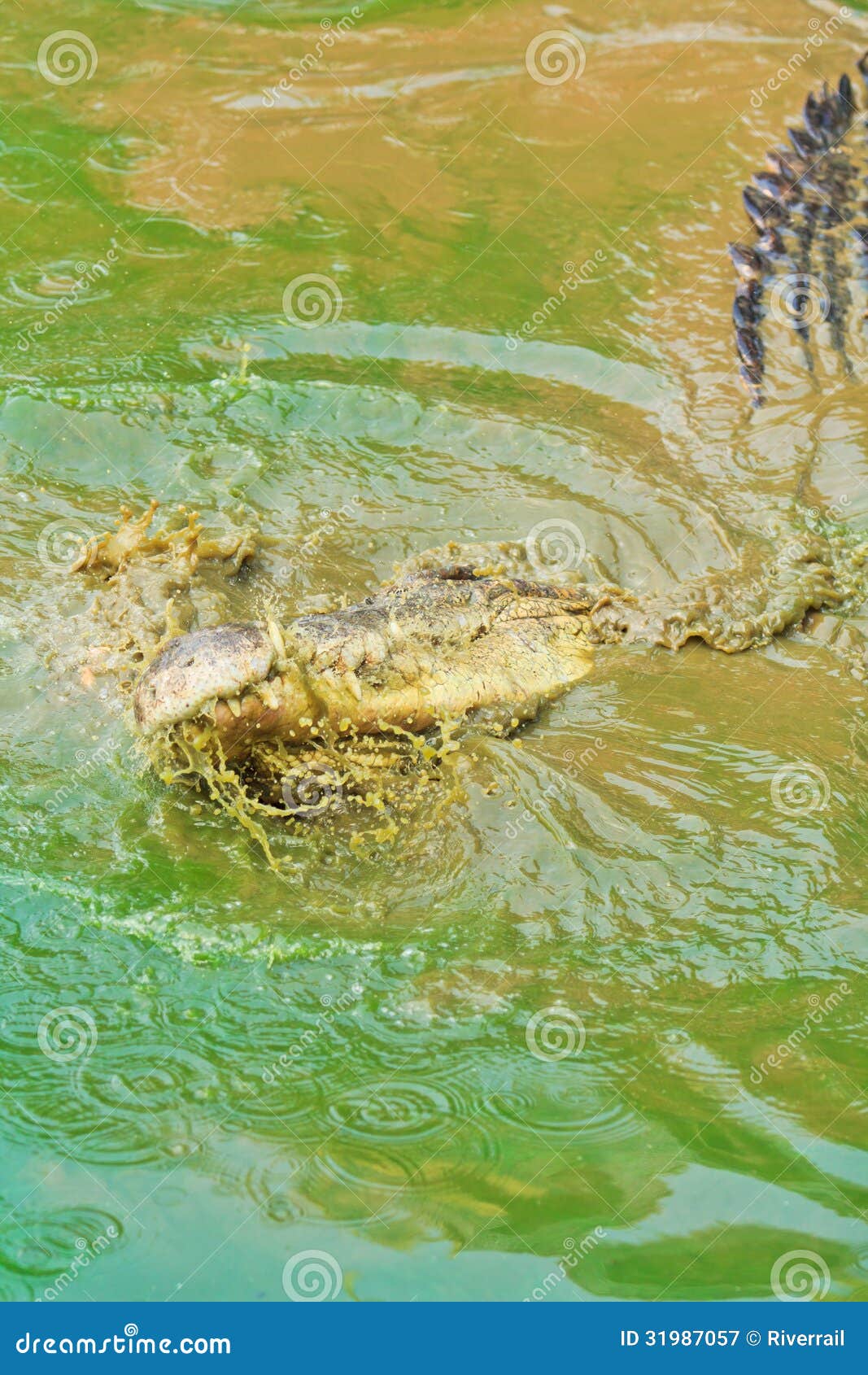 Crocodile stock image. Image of open, hunt, amphibia - 31987057