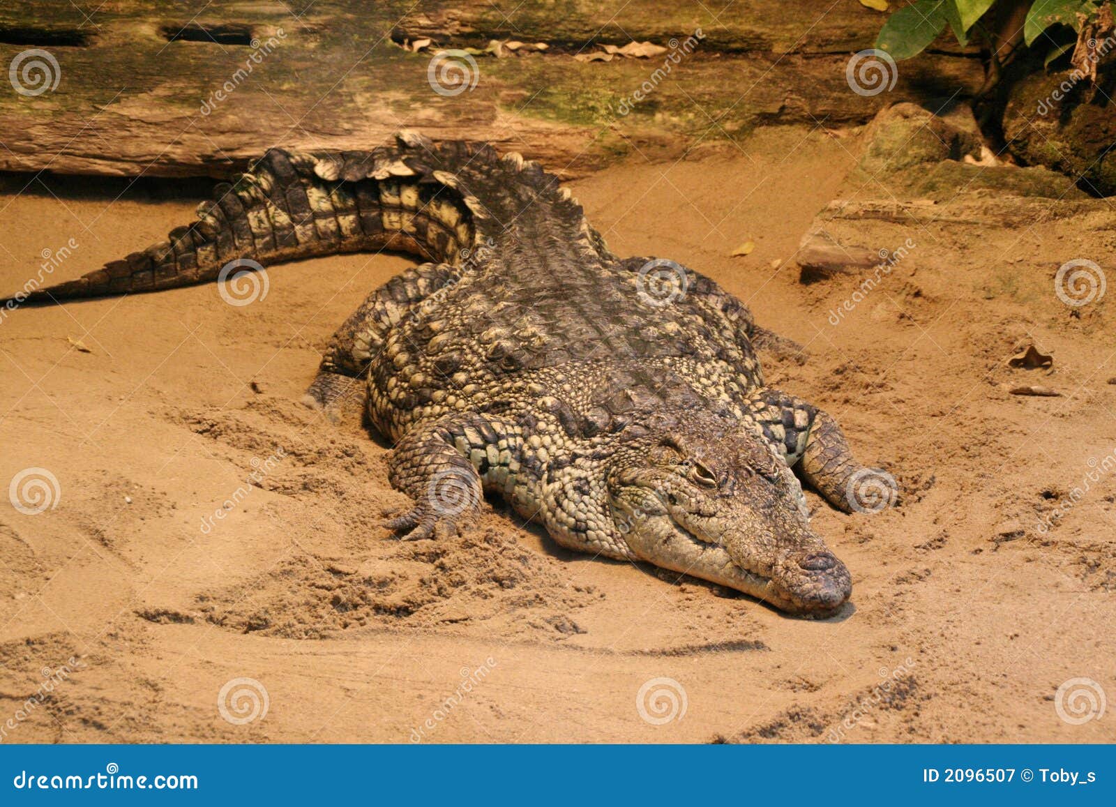 Crocodile, aligator sand stock image. Image of aligator - 2096507