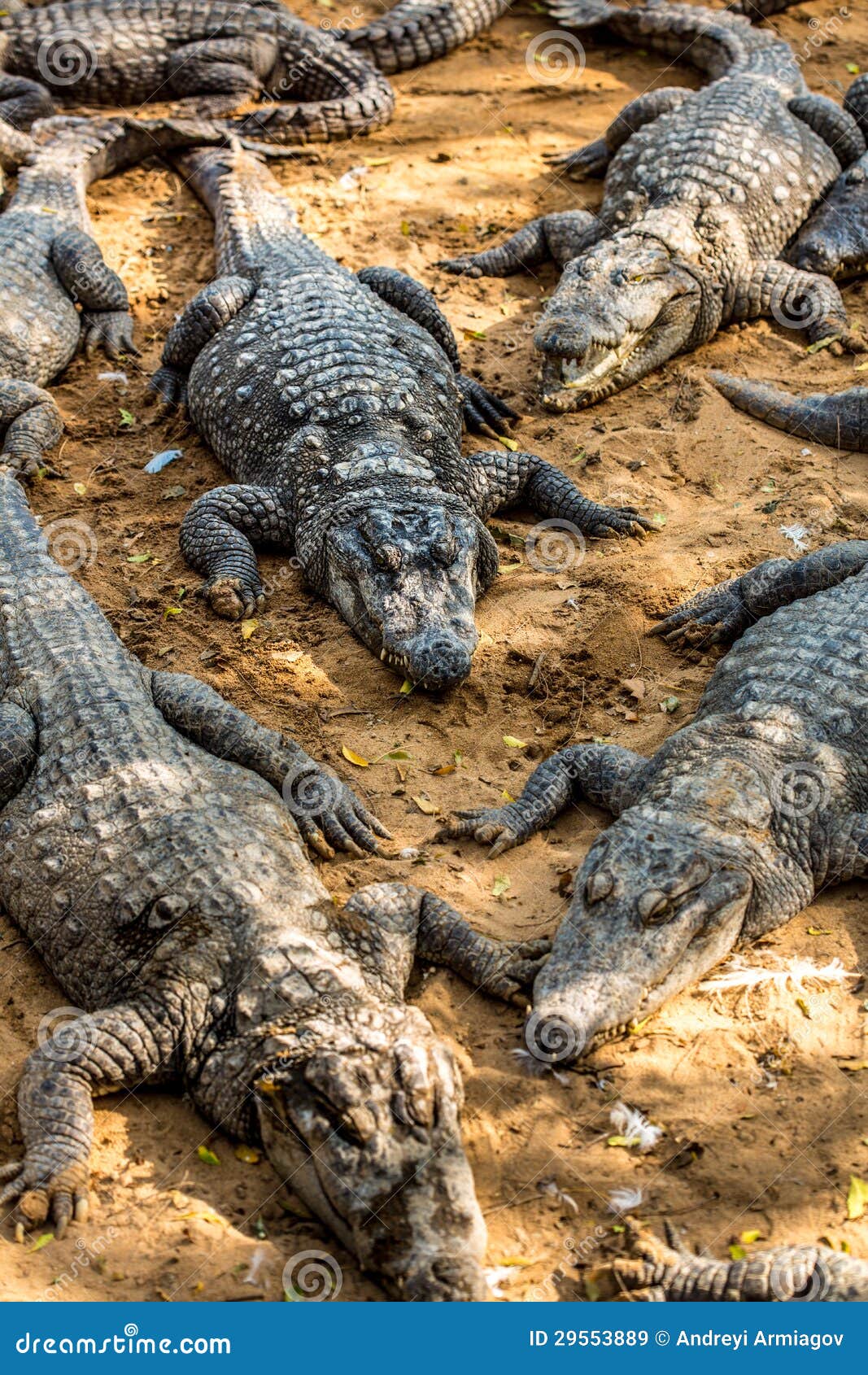 Crocodile alligator stock image. Image of animals, fear - 29553889