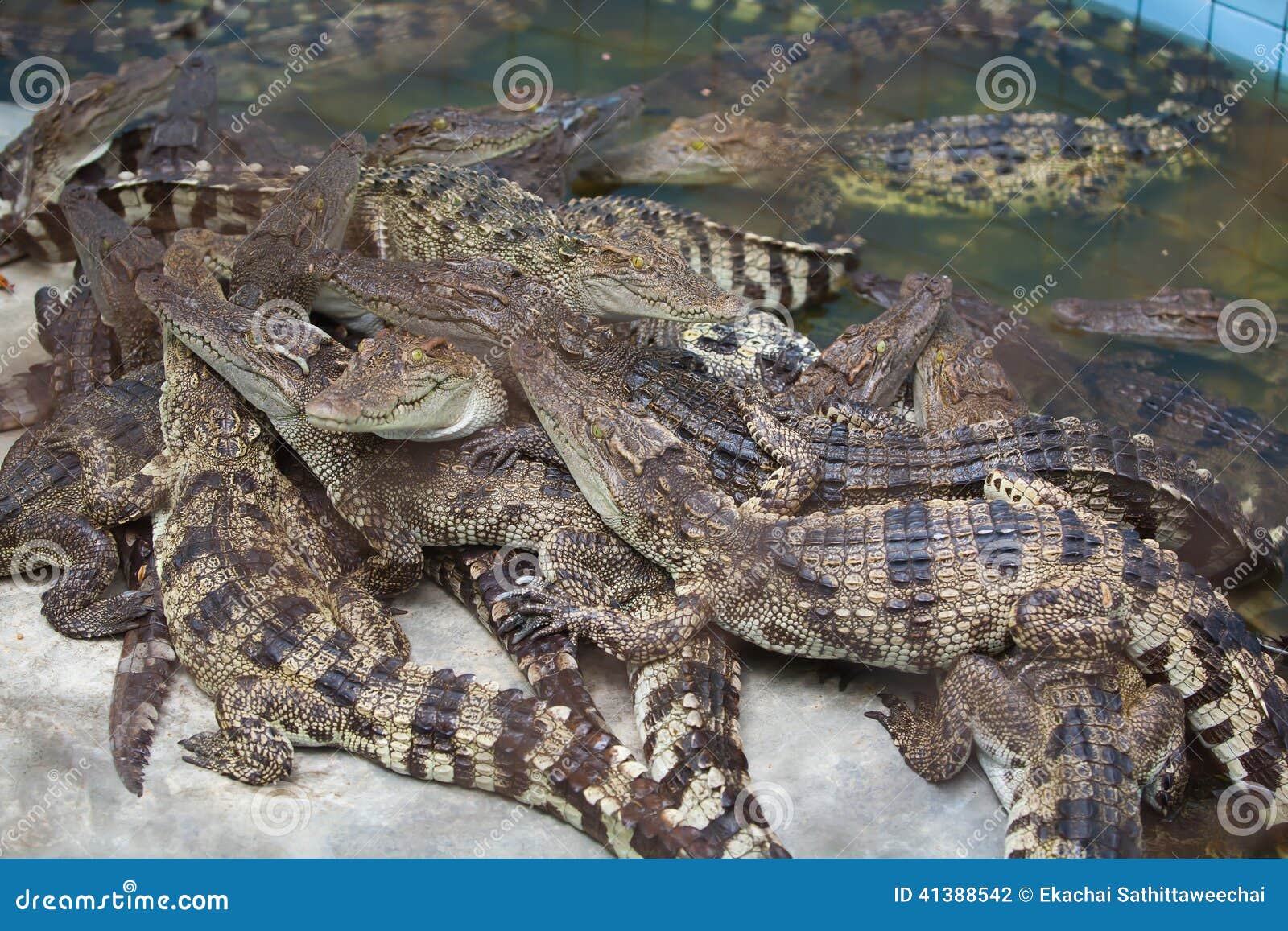 Crocodile , the Alligator stock photo. Image of hunter - 41388542