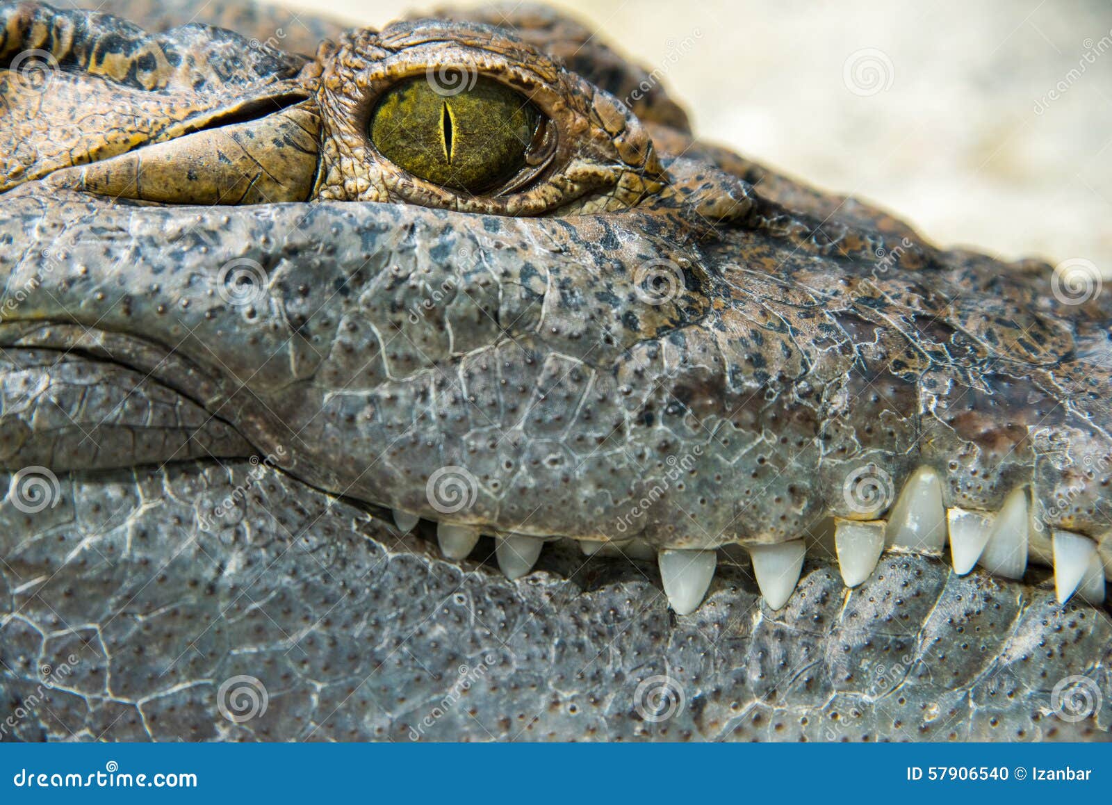 Crocodile Alligator Eye Close Up Stock Photo - Image of powerful ...