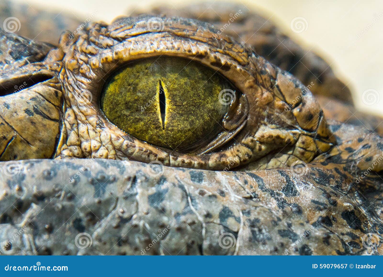 Crocodile Alligator Eye Close Up Stock Image - Image of powerful, open ...