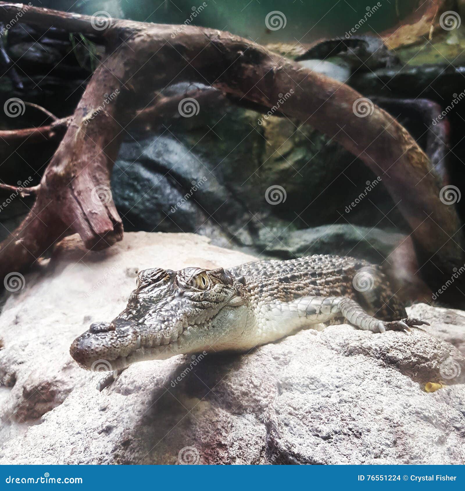 Crocodile stock photo. Image of amazing, beautiful, creatures - 76551224