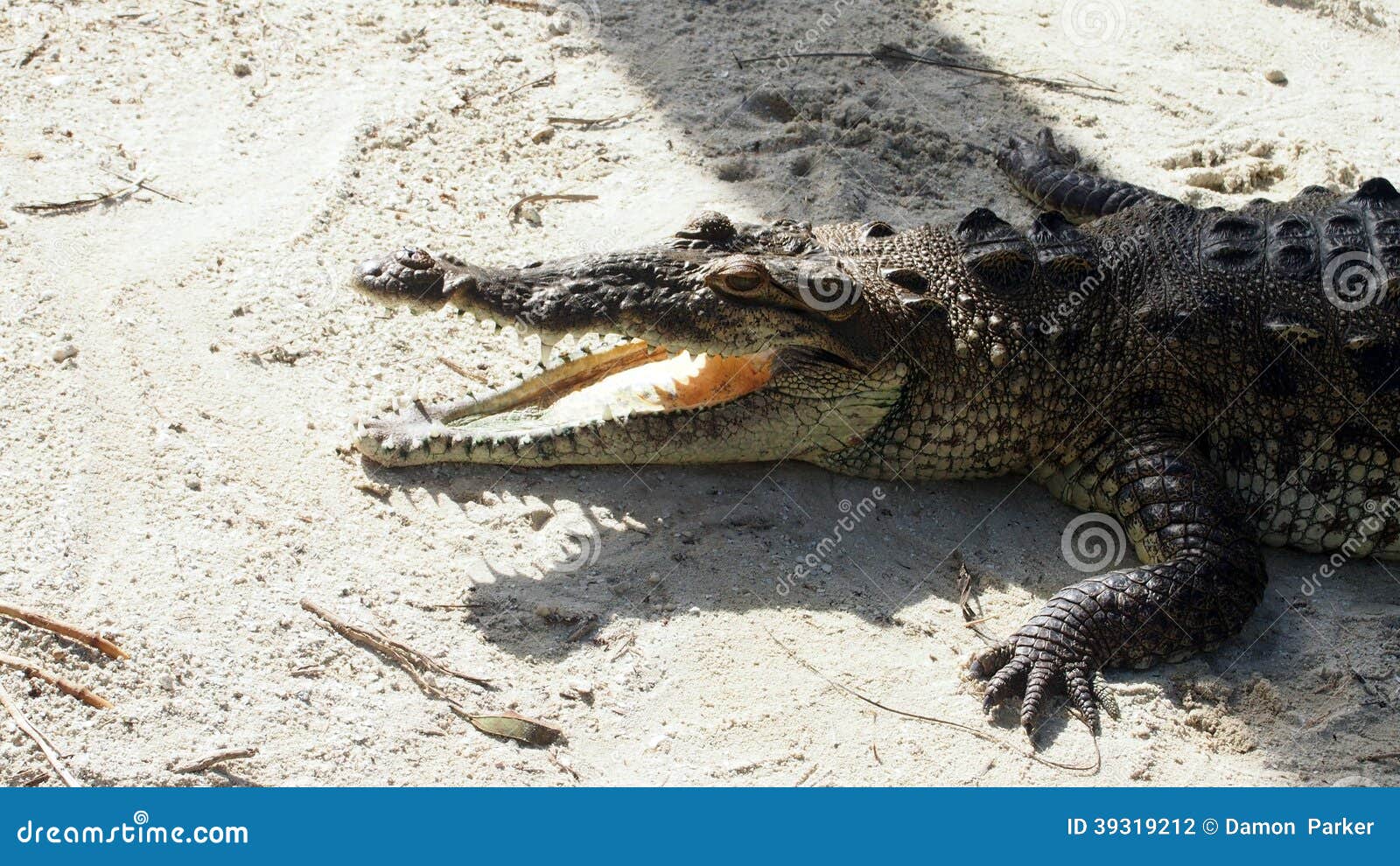 Crocodile stock photo. Image of wild, water, life, marine - 39319212