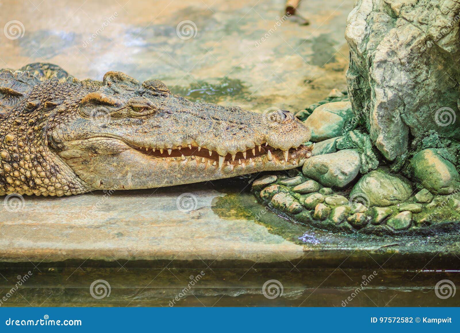 The Crocodile is Angry and Open Jaws Ready To Strike Stock Photo ...