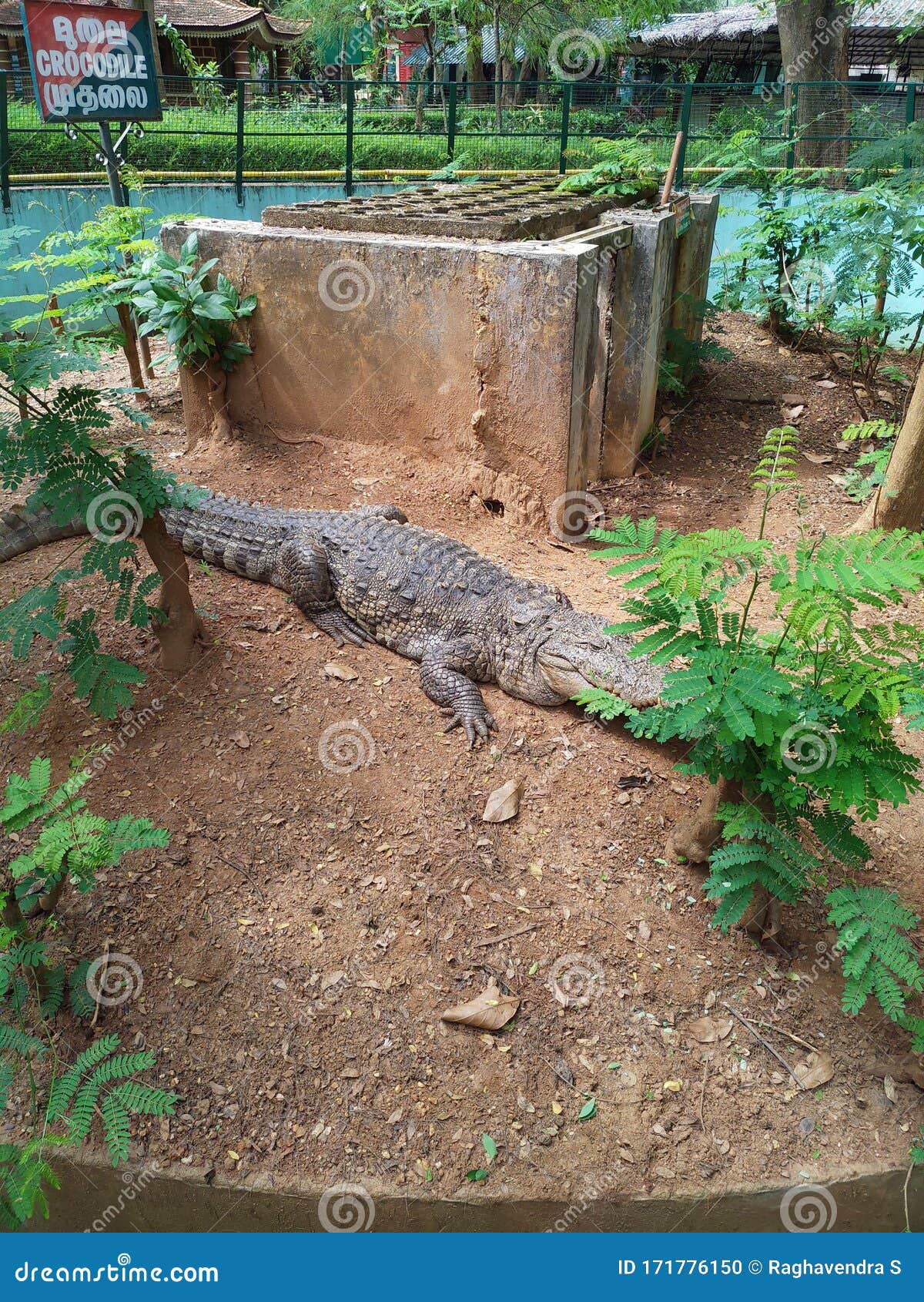 Crocodile Animal Zoo Park Adventure Stock Photo - Image of crocodile ...