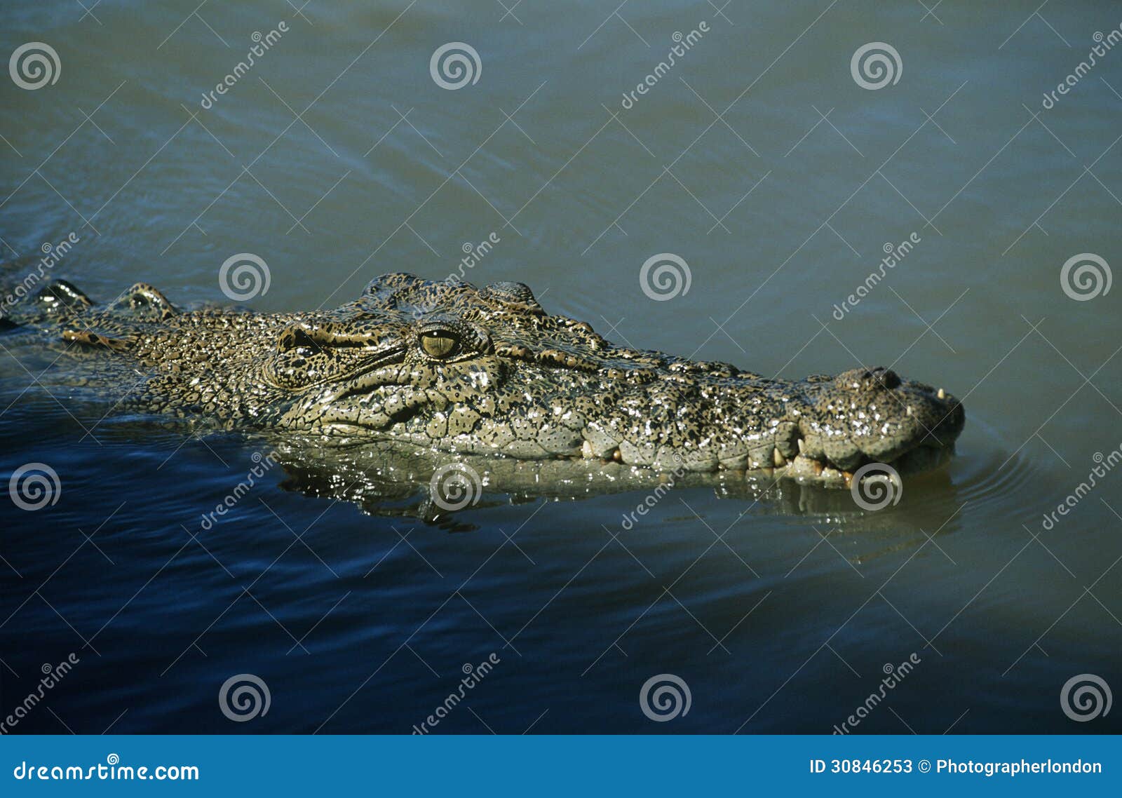 Crocodile Australien D'eau De Mer Dans L'eau Image stock - Image du ...