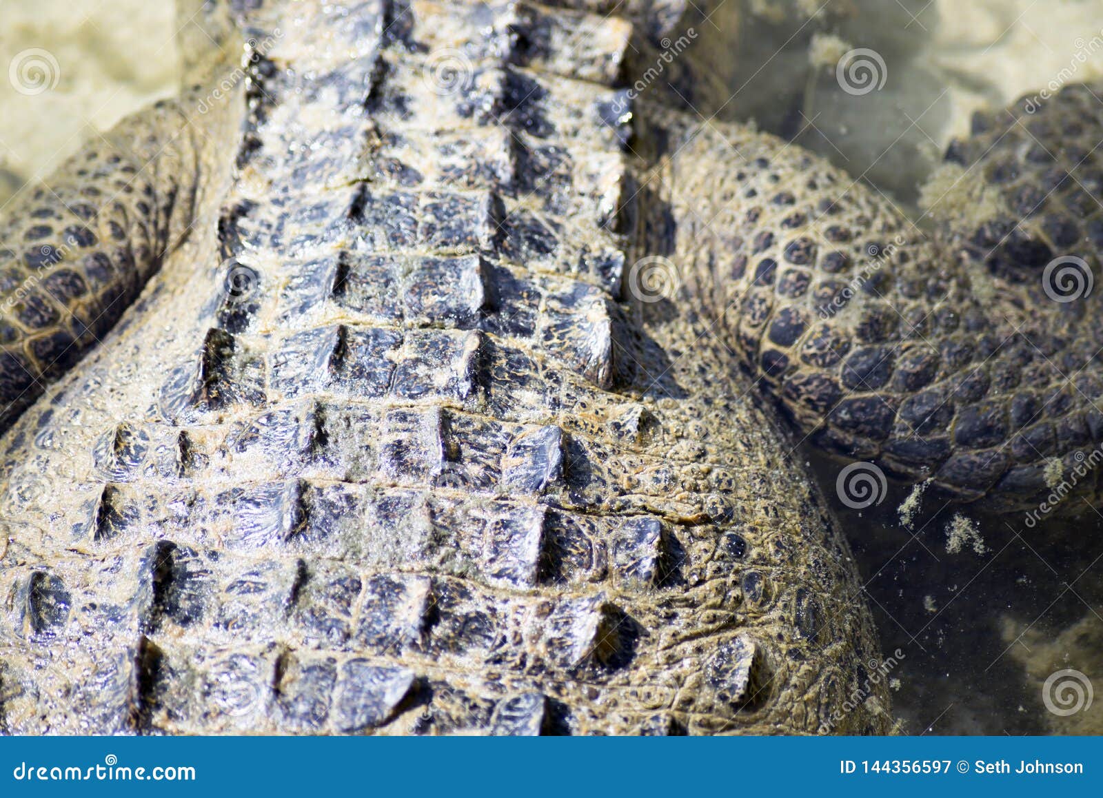 Crocodile back stock image. Image of fingers, lagoon - 144356597