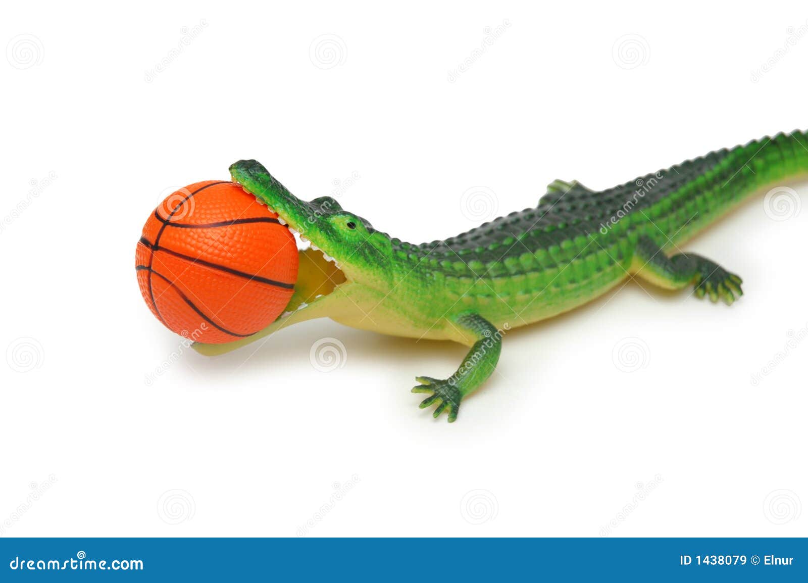 Crocodile with basketball stock image. Image of isolated - 1438079