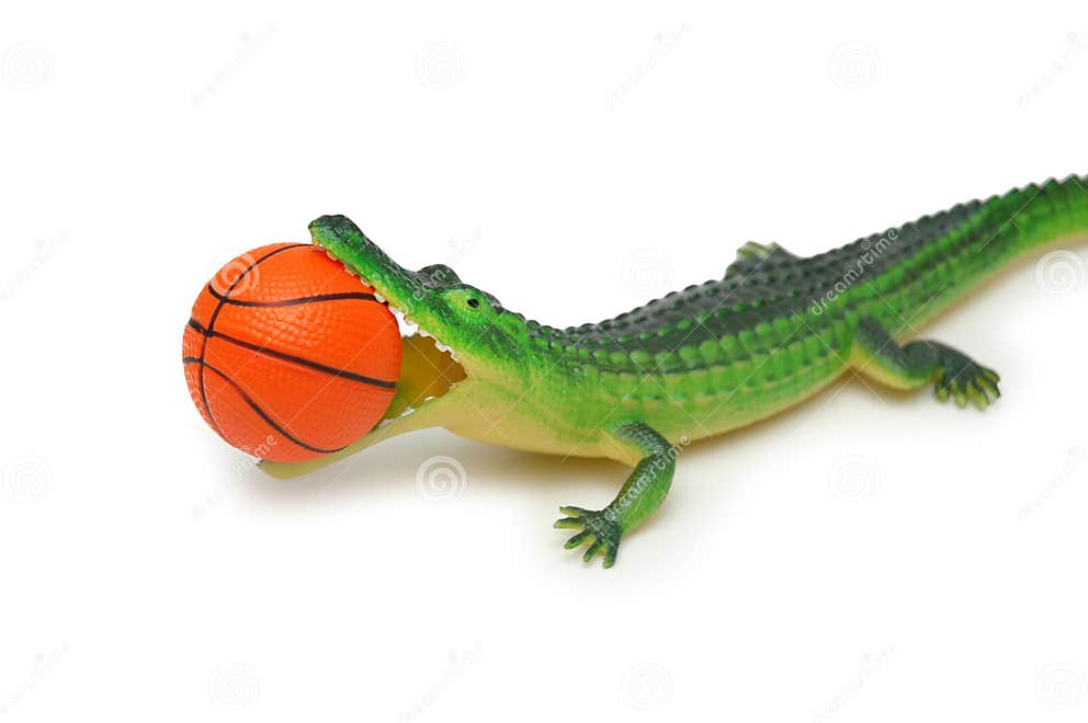 Crocodile with basketball stock image. Image of isolated - 1438079
