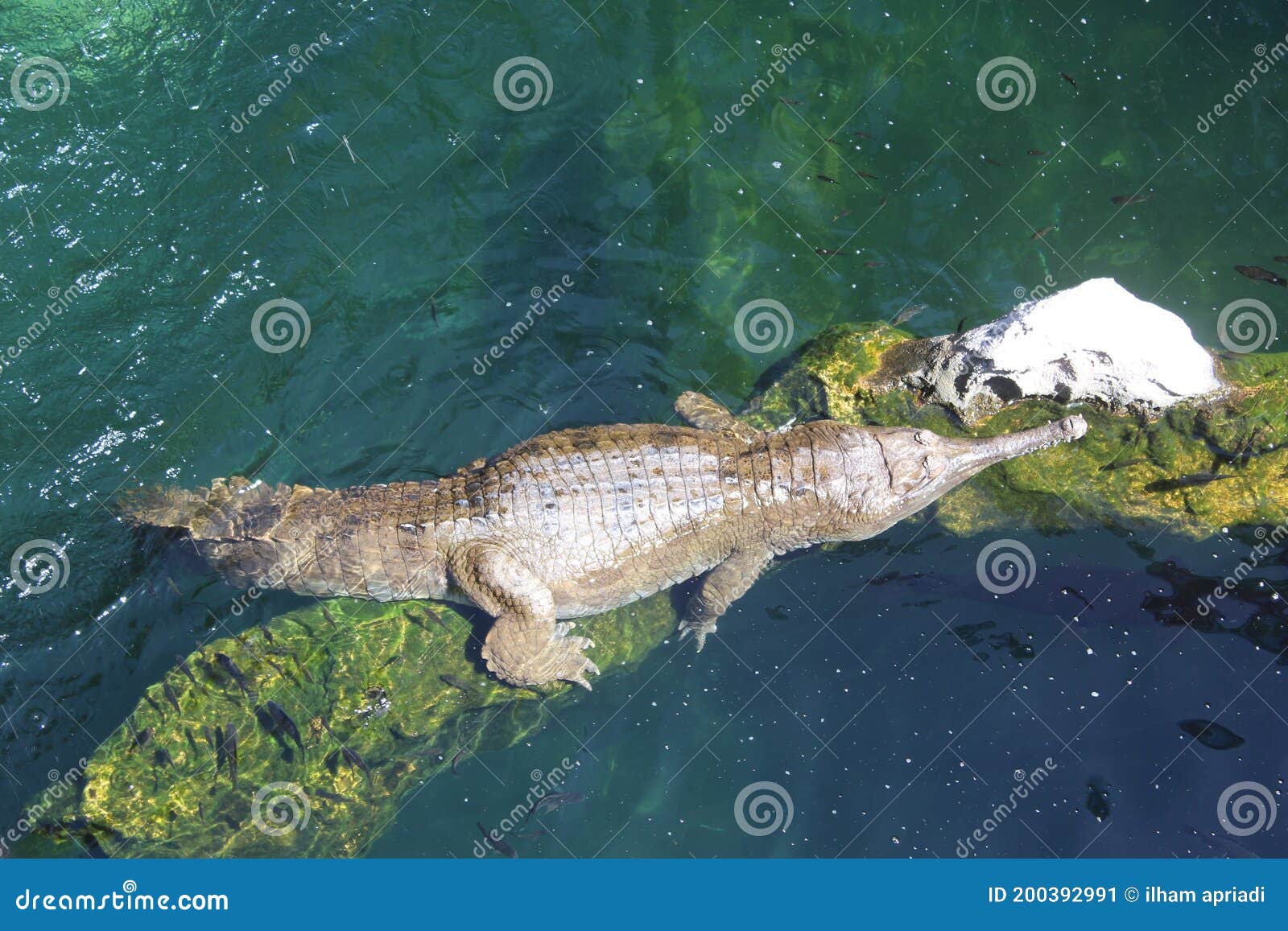 The Crocodile is Basking in the Sun Stock Image - Image of snake ...