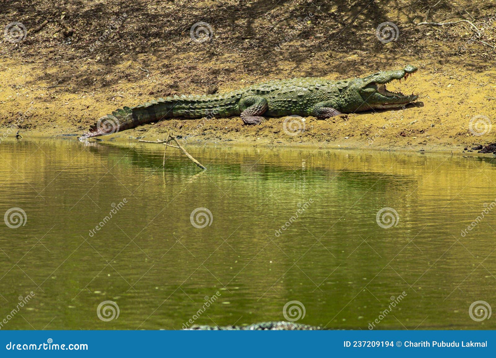 Crocodile Basking in the Sun Stock Photo - Image of reflection, nature ...