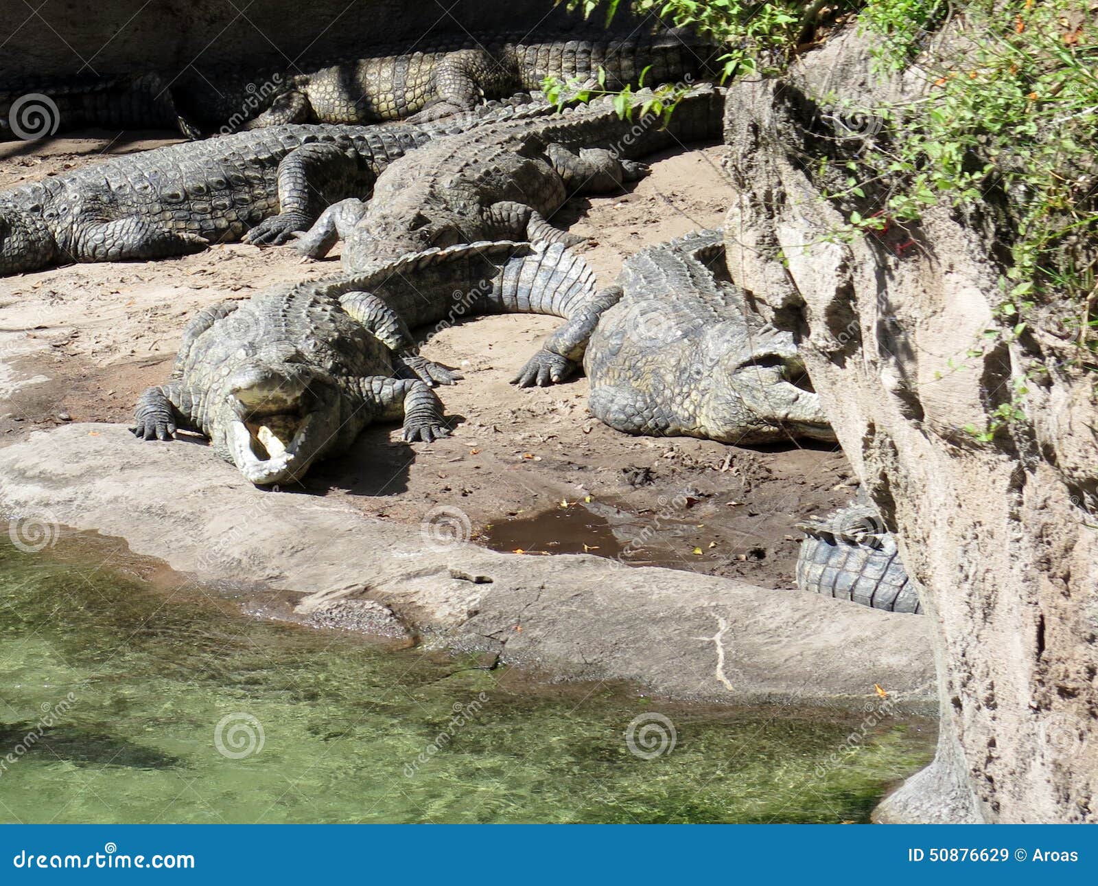Crocodile Basking in the Sun Stock Image - Image of mouth, park: 50876629