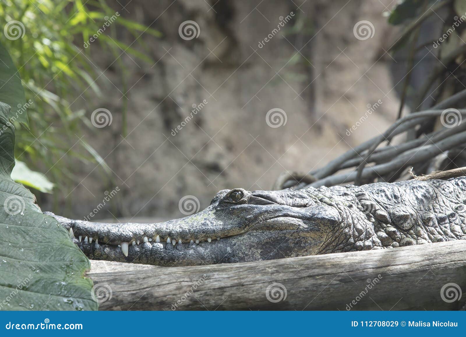 Crocodile Basking in the Sun in a Jungle Area Stock Image - Image of ...