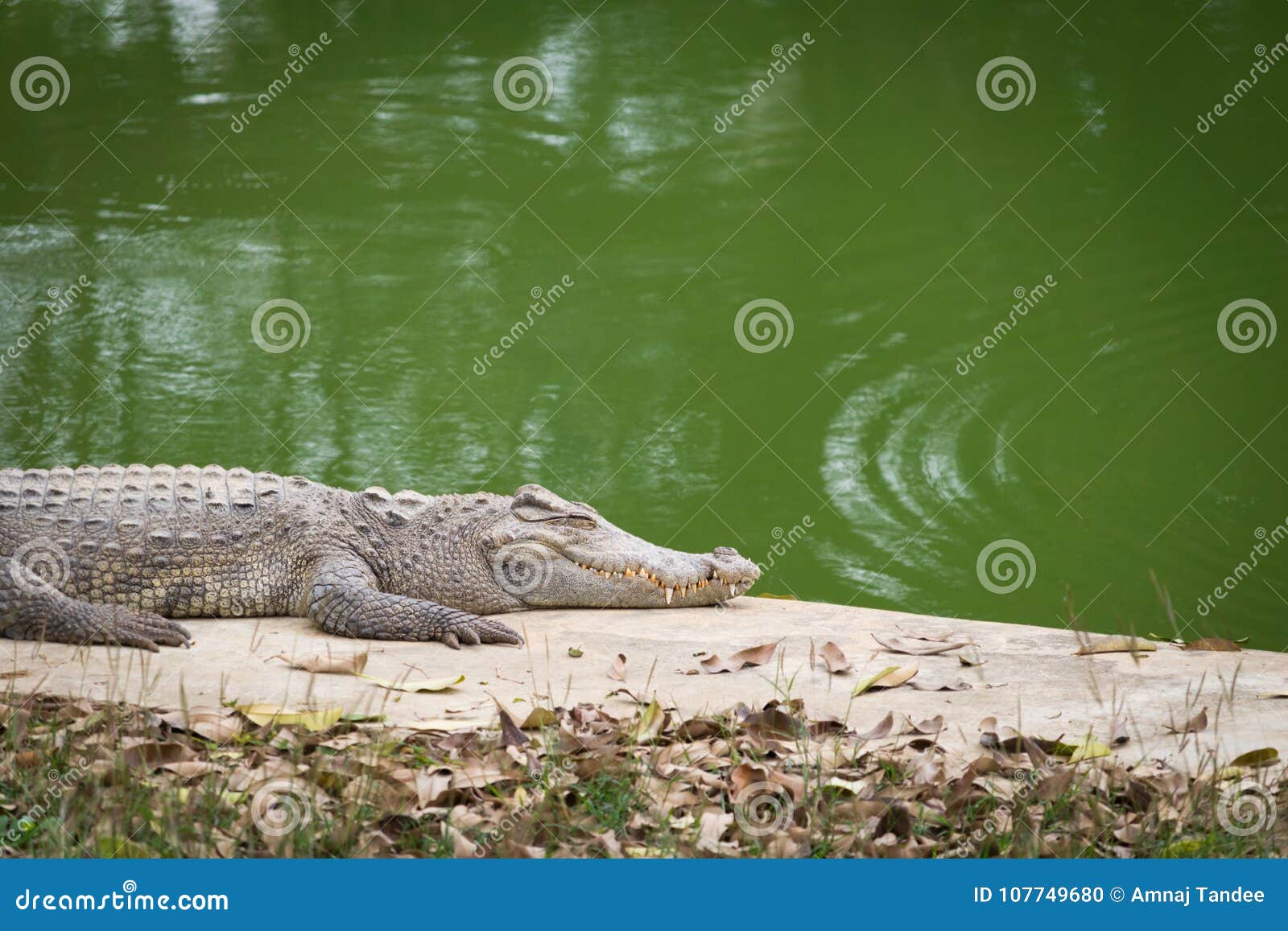 Crocodile Basking in the Sun Near the River. Stock Photo - Image of ...