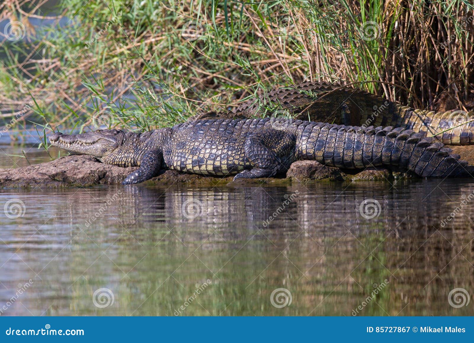Crocodile basking in sun stock image. Image of sunbathing - 85727867
