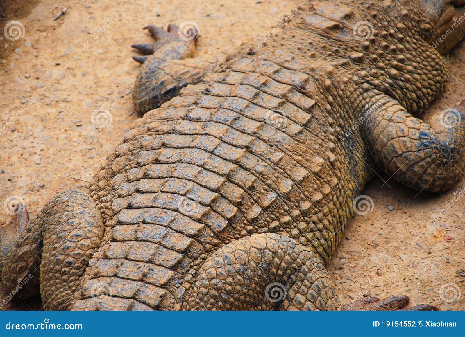 Crocodile body stock photo. Image of death, ground, carnivorous - 19154552