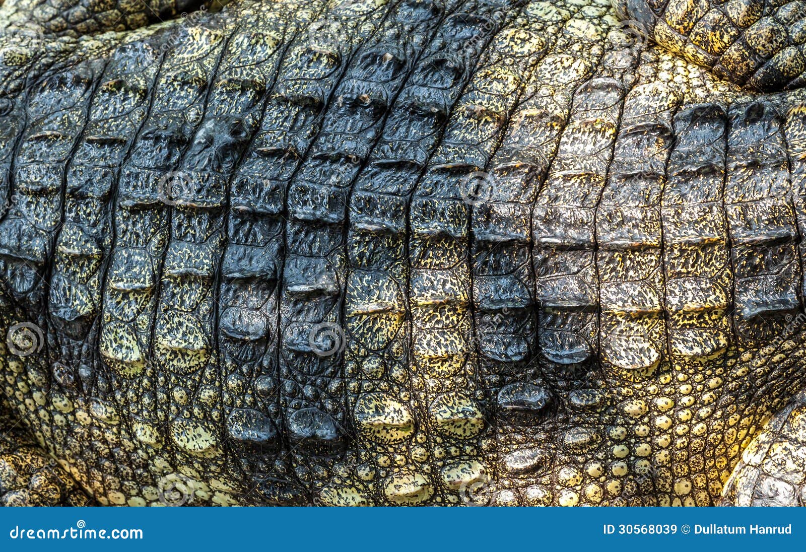 Crocodile. stock image. Image of predator, travel, life - 30568039